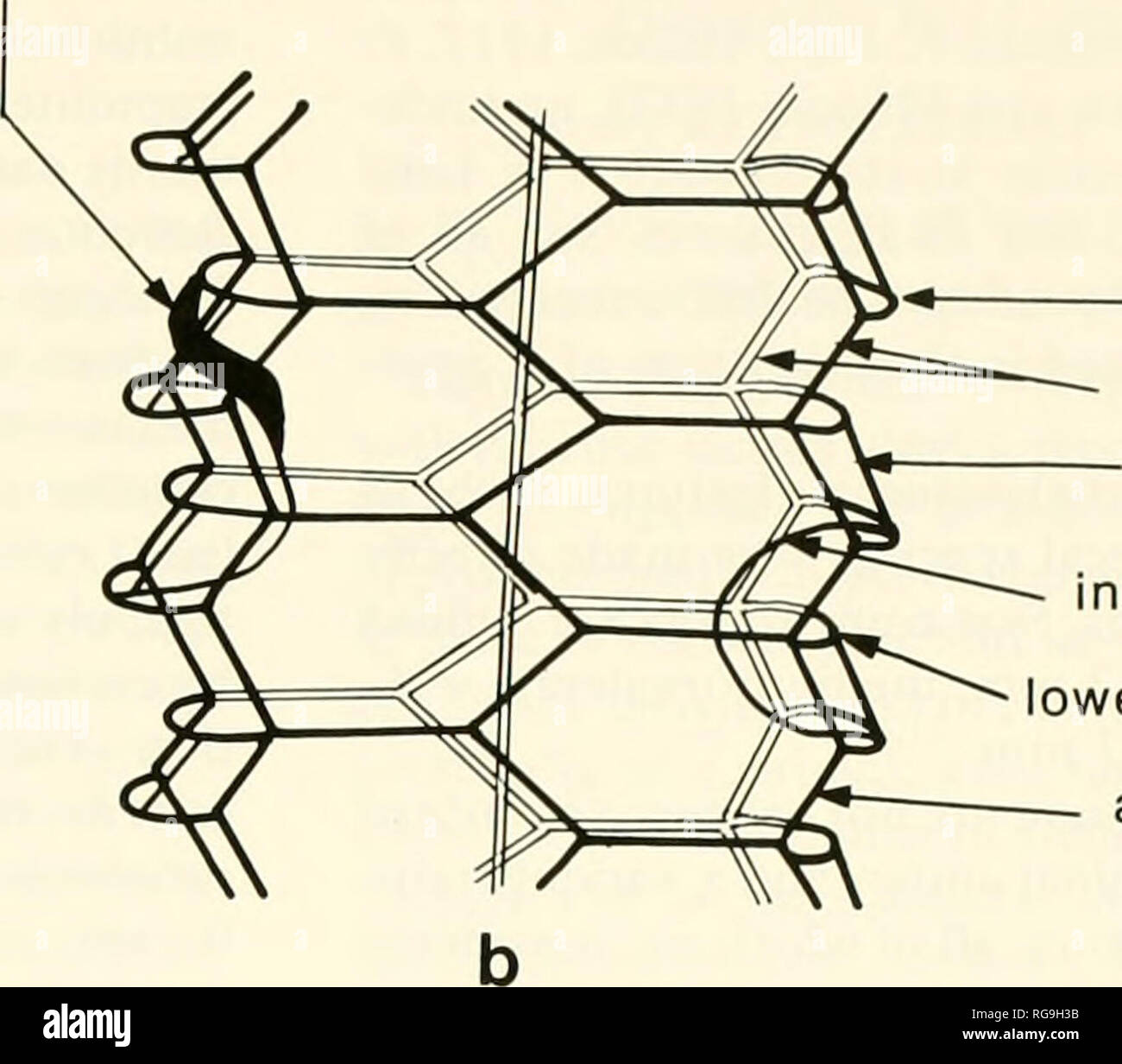 Morphological components hi-res stock photography and images - Alamy