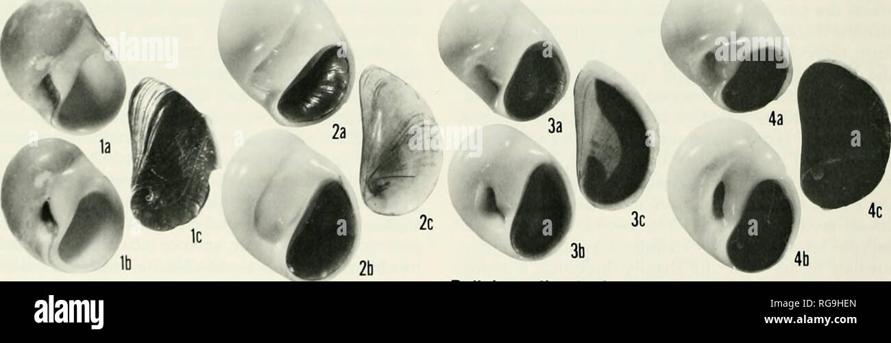 Polinices hi-res stock photography and images - Alamy