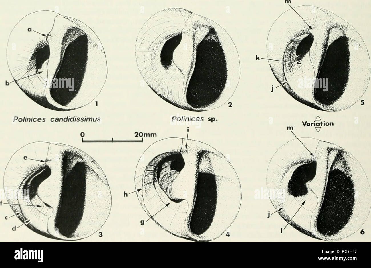 Polinices hi-res stock photography and images - Alamy