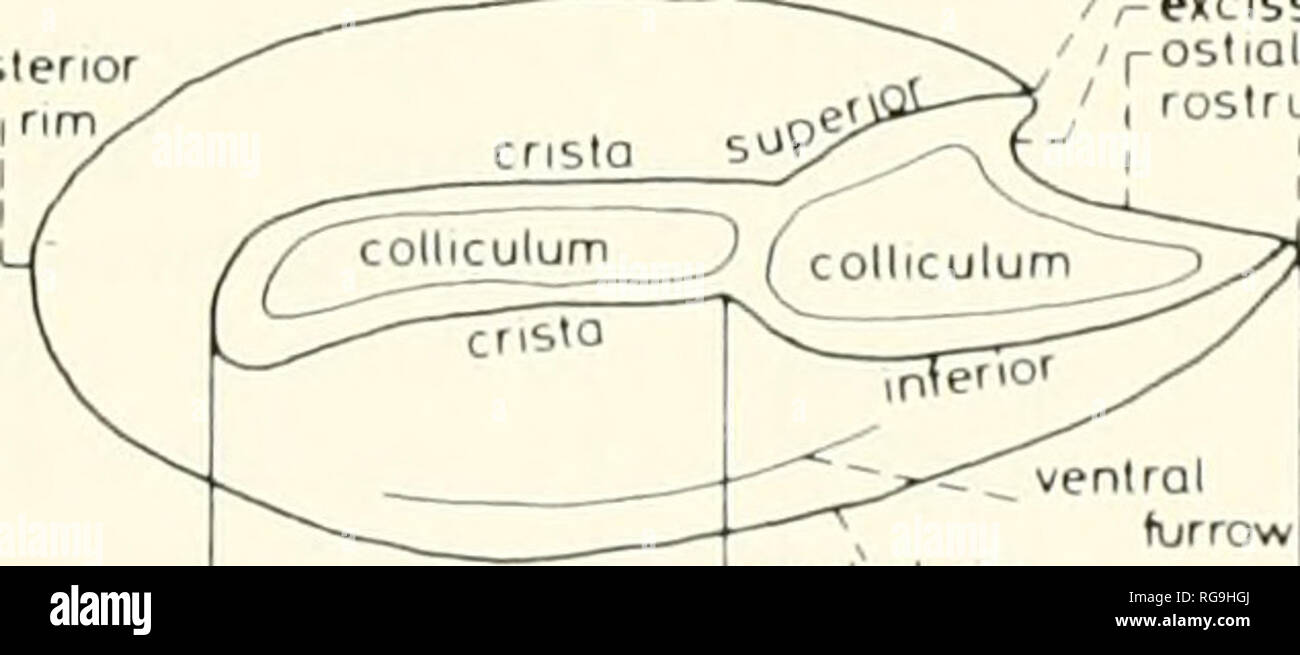. Bulletins of American paleontology. Dominican Republic Neocene. 14 ...