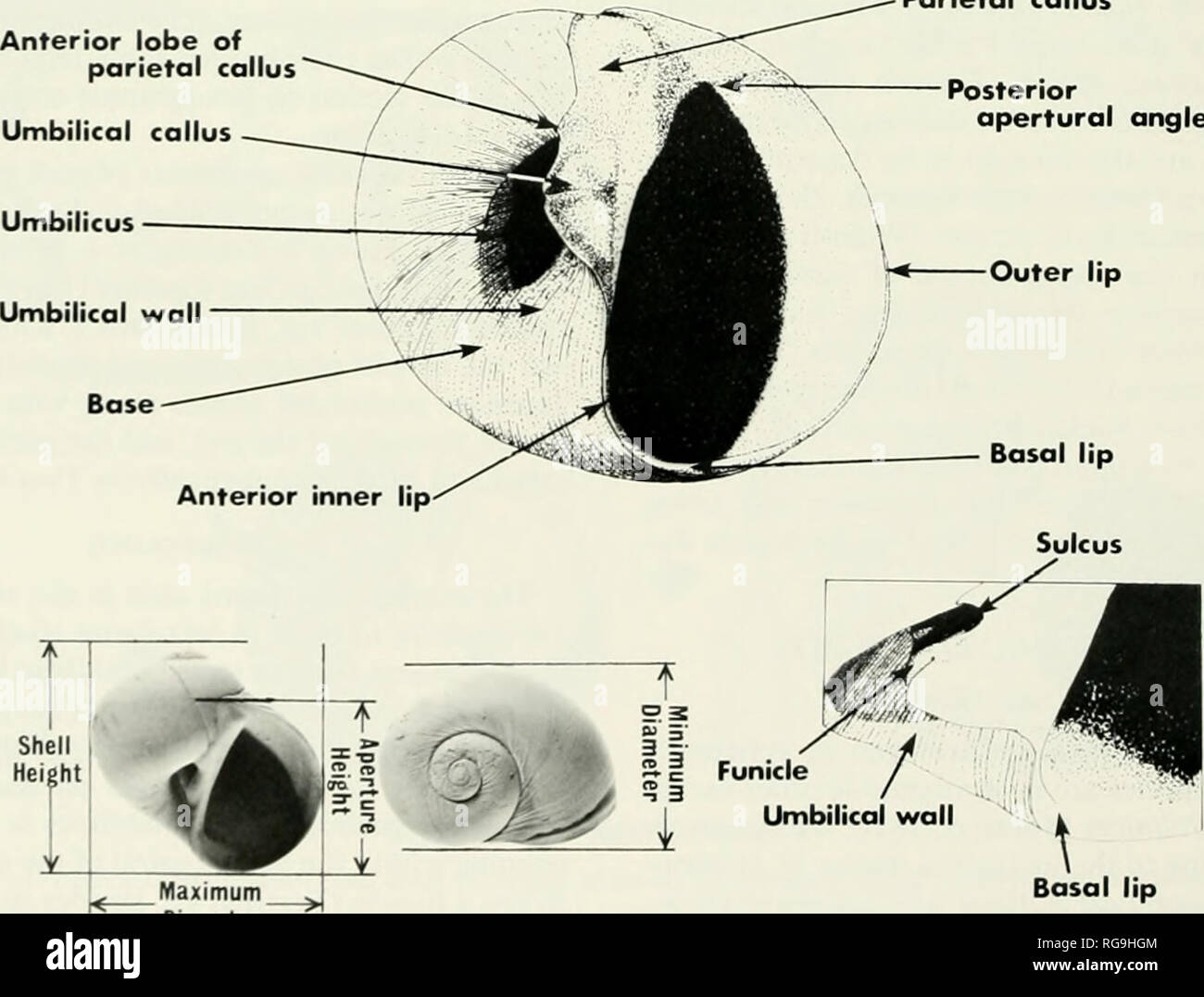 . Bulletins of American paleontology. 24 Bulletin 331 be partly or ...