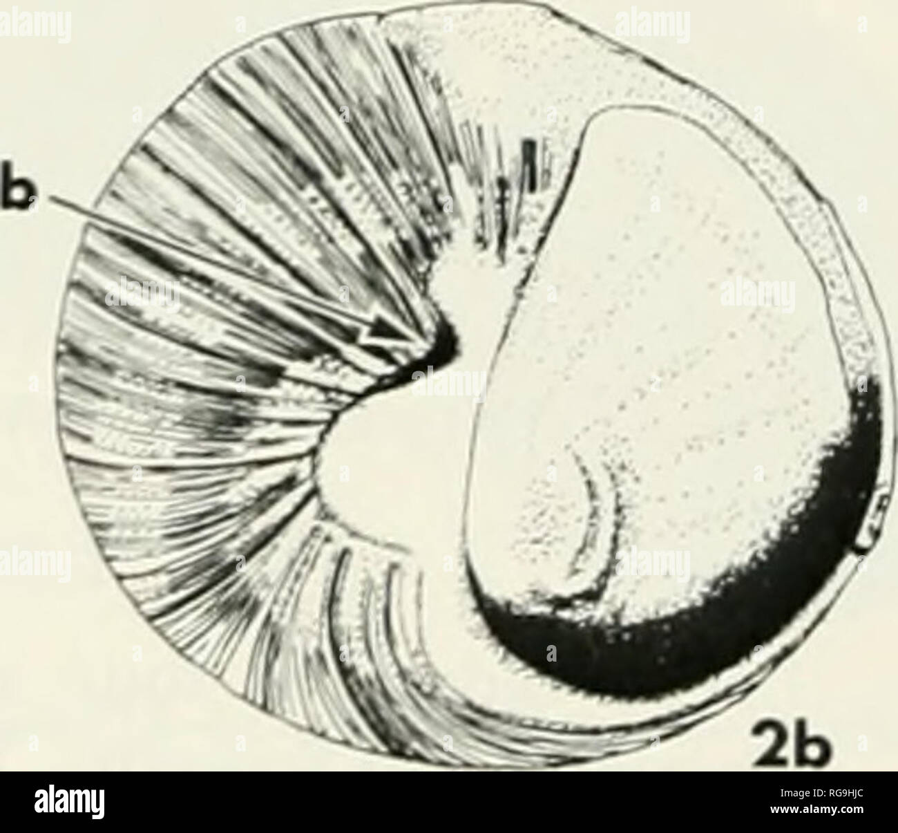 . Bulletins of American paleontology. . 30mm la Cryptonatica clausa ...