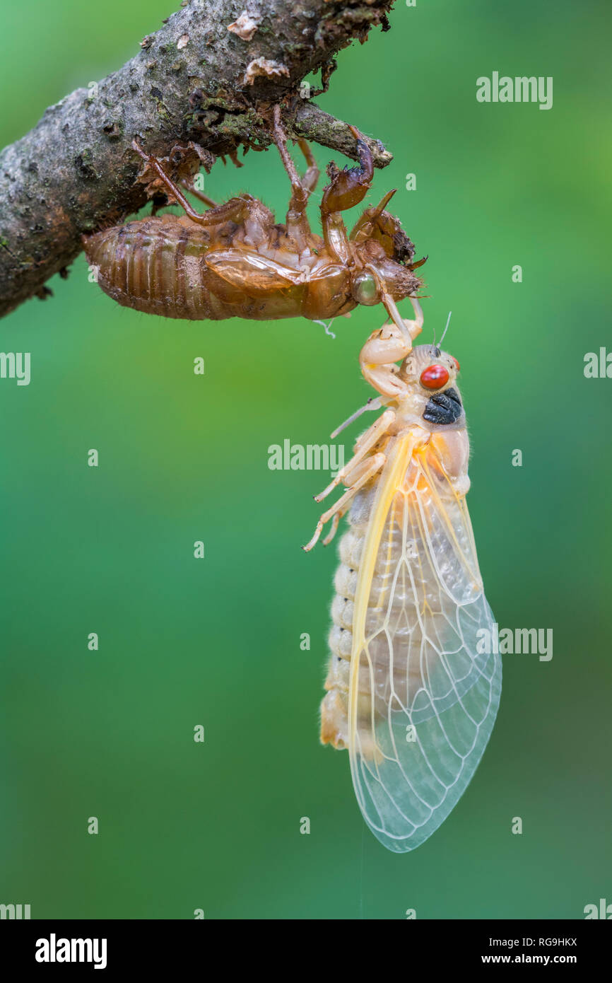 Hemiptera cicadidae orange hi-res stock photography and images - Alamy