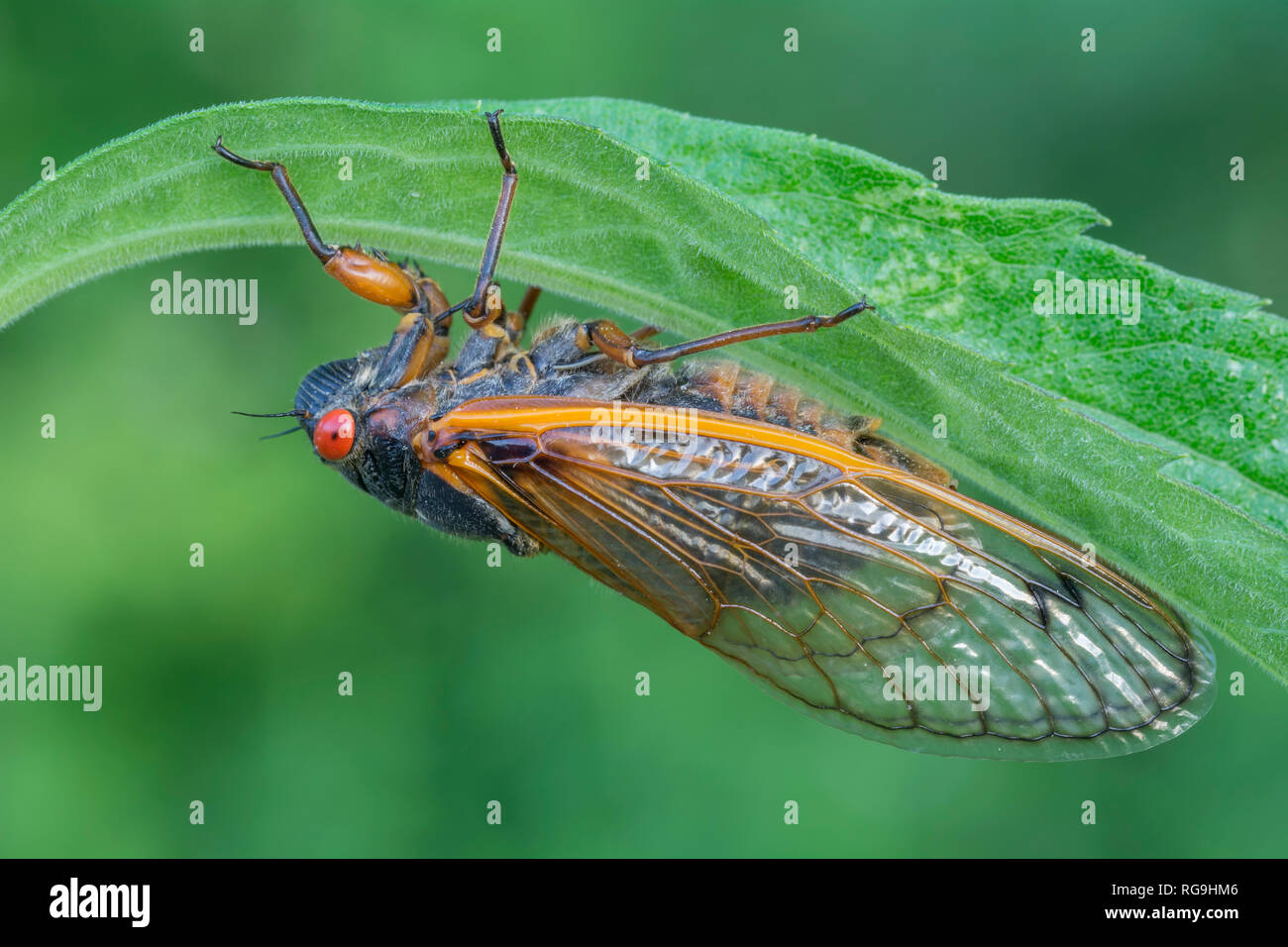 Cicada life cycle hi-res stock photography and images - Alamy