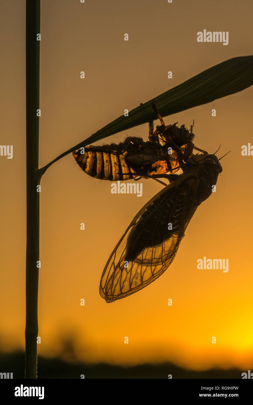Cicada silhouette hi-res stock photography and images - Alamy
