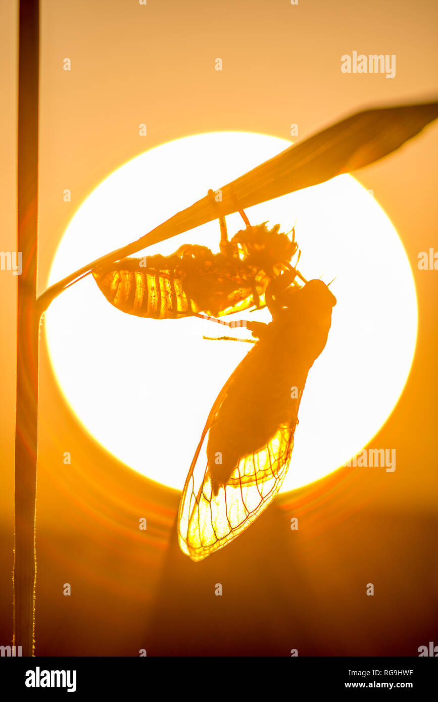 Locust shell hi-res stock photography and images - Alamy