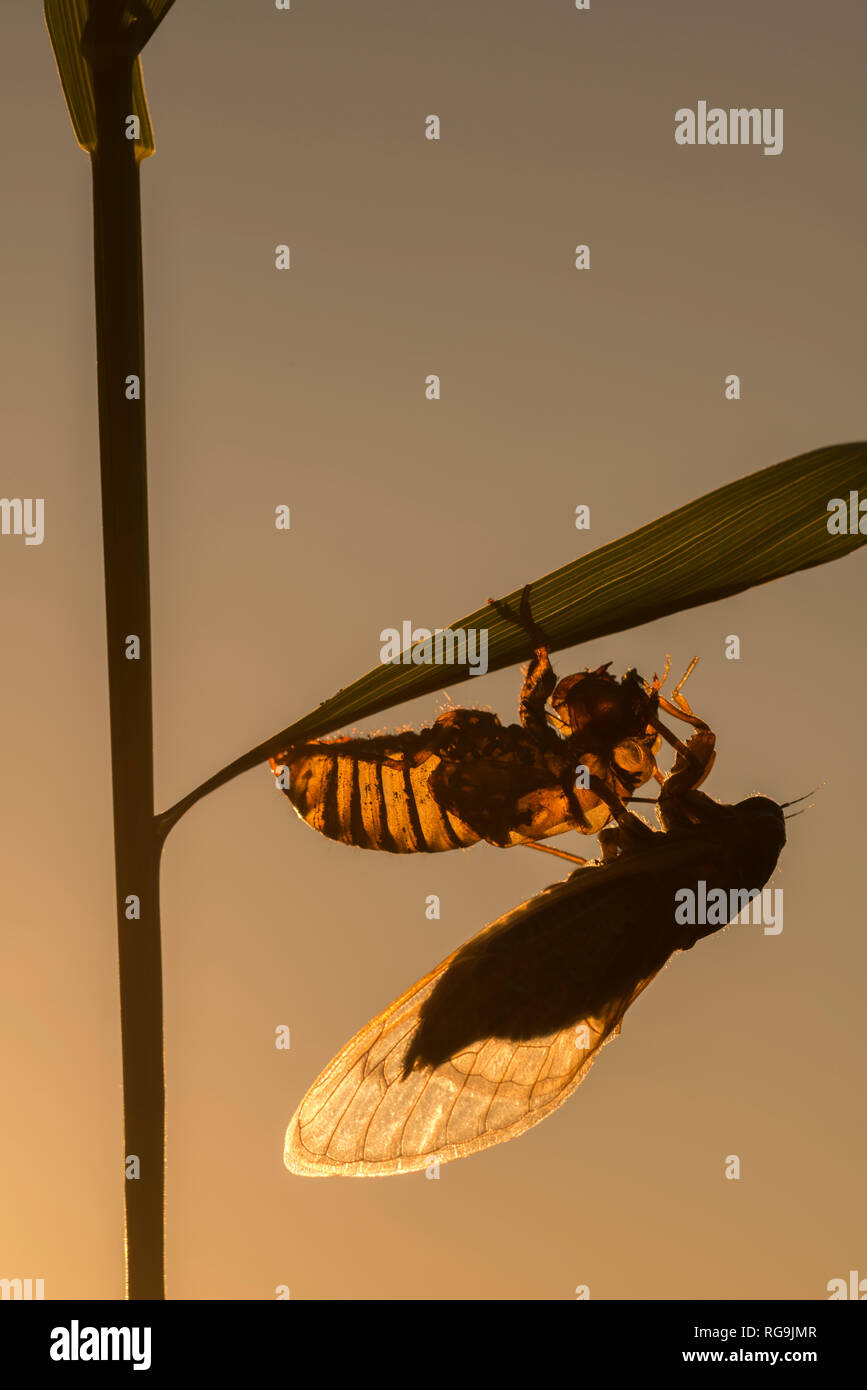 Periodical Cicada (Magicicada septendecim) Freshly emerged adult ...