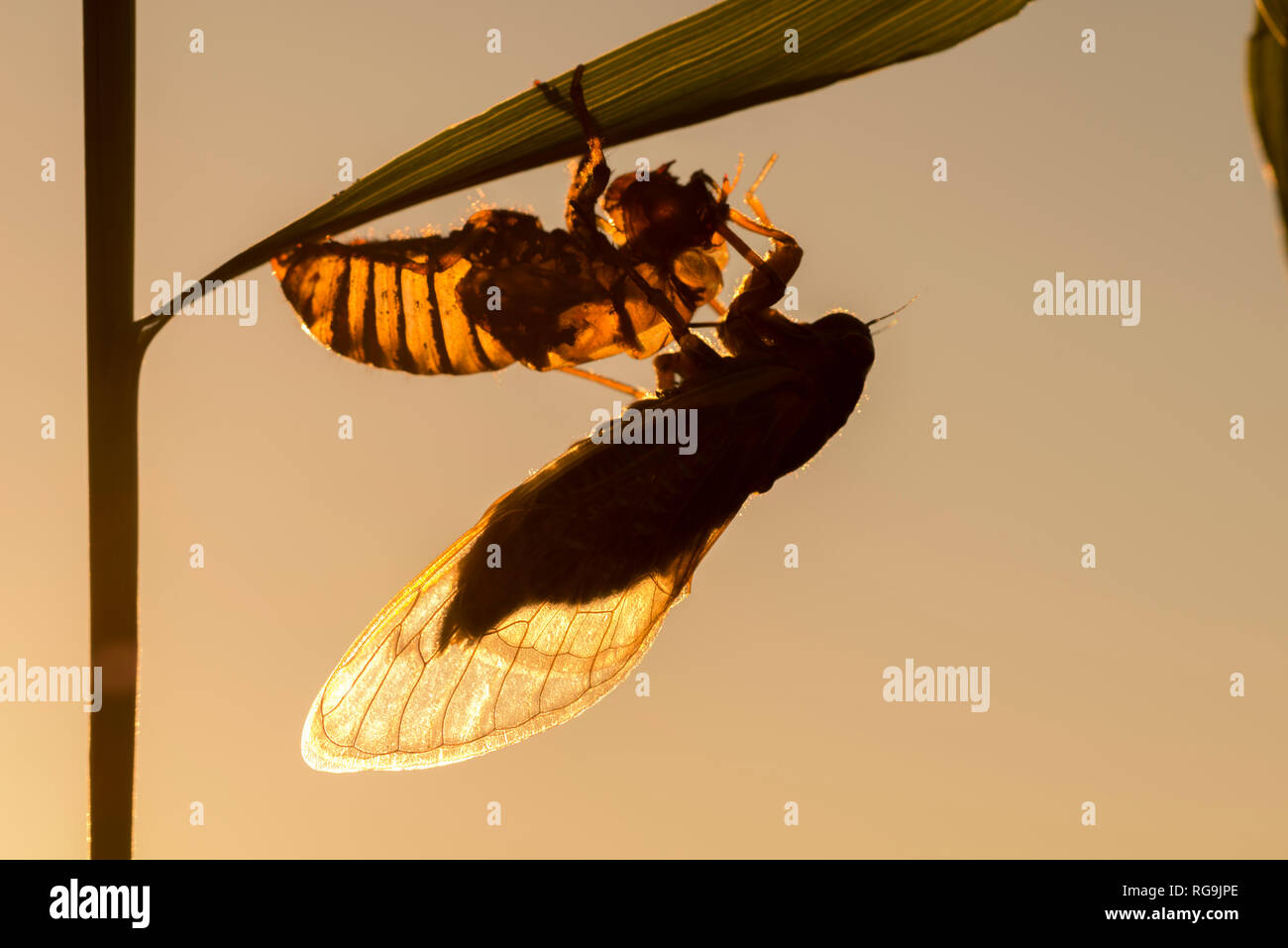 Pennsylvania shell hi-res stock photography and images - Alamy