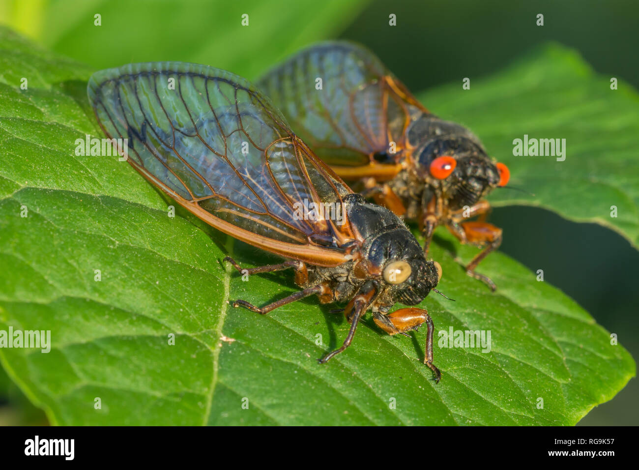 Periodical Cicada (Magicicada septendecim) Rare blue-eyed form with ...