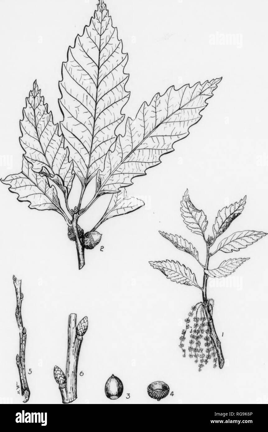 The engelmann oak Black and White Stock Photos & Images - Alamy