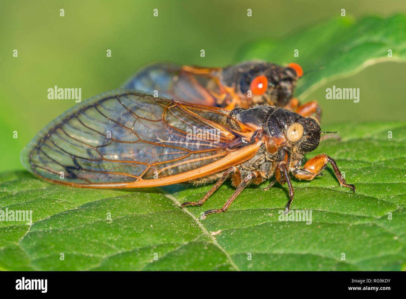 Periodical Cicada (Magicicada septendecim) Rare blue-eyed form with ...