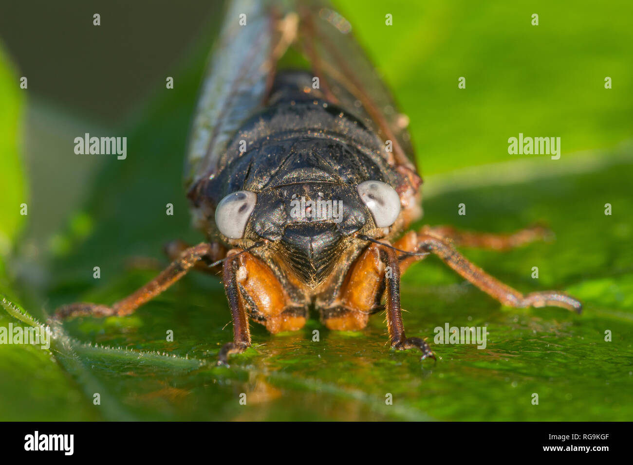 Periodical Cicada (Magicicada septendecim) Rare form with blue eyes ...