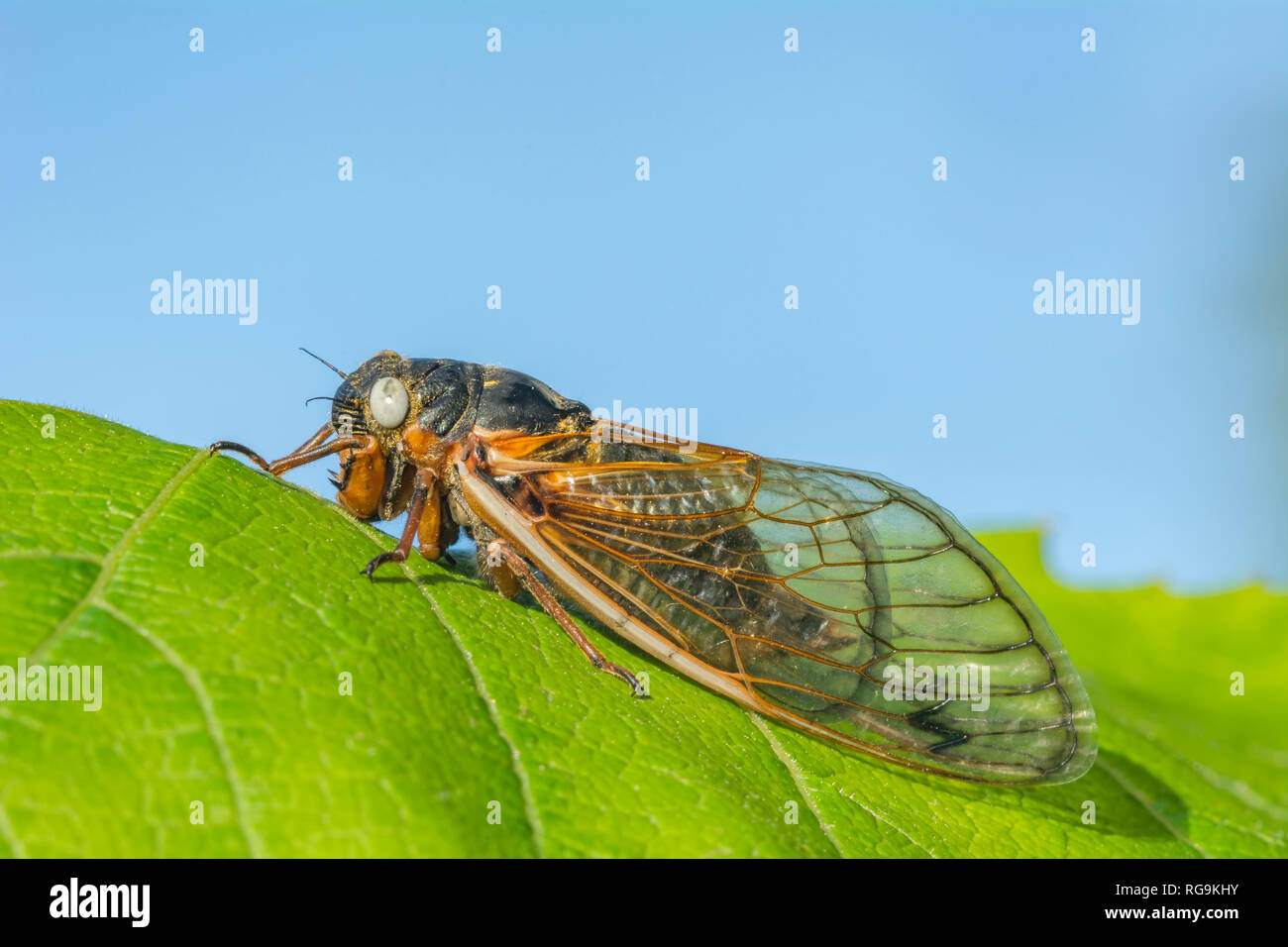 Periodical Cicada (Magicicada septendecim) Rare form with blue eyes ...