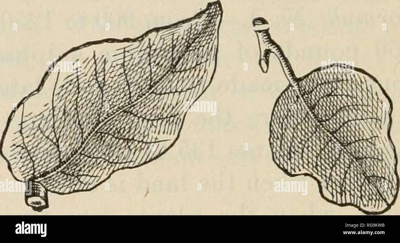 . Bulletin : report of Agricultural Experiment Station, Agricultural ...
