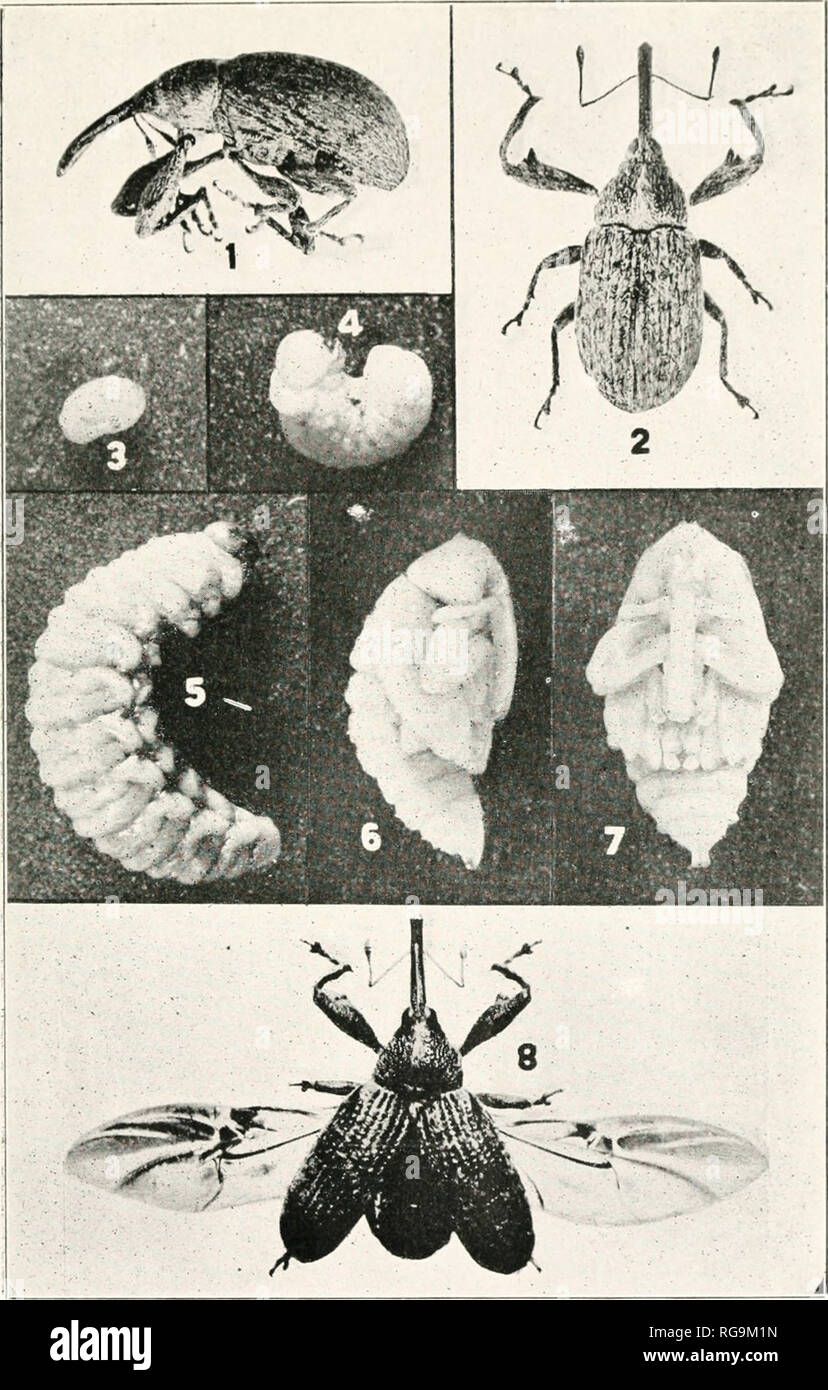 . Bulletin : report of Agricultural Experiment Station, Agricultural ...