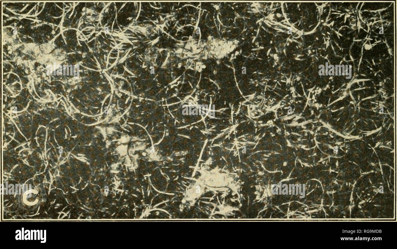 Webbing clothes moths hi-res stock photography and images - Alamy