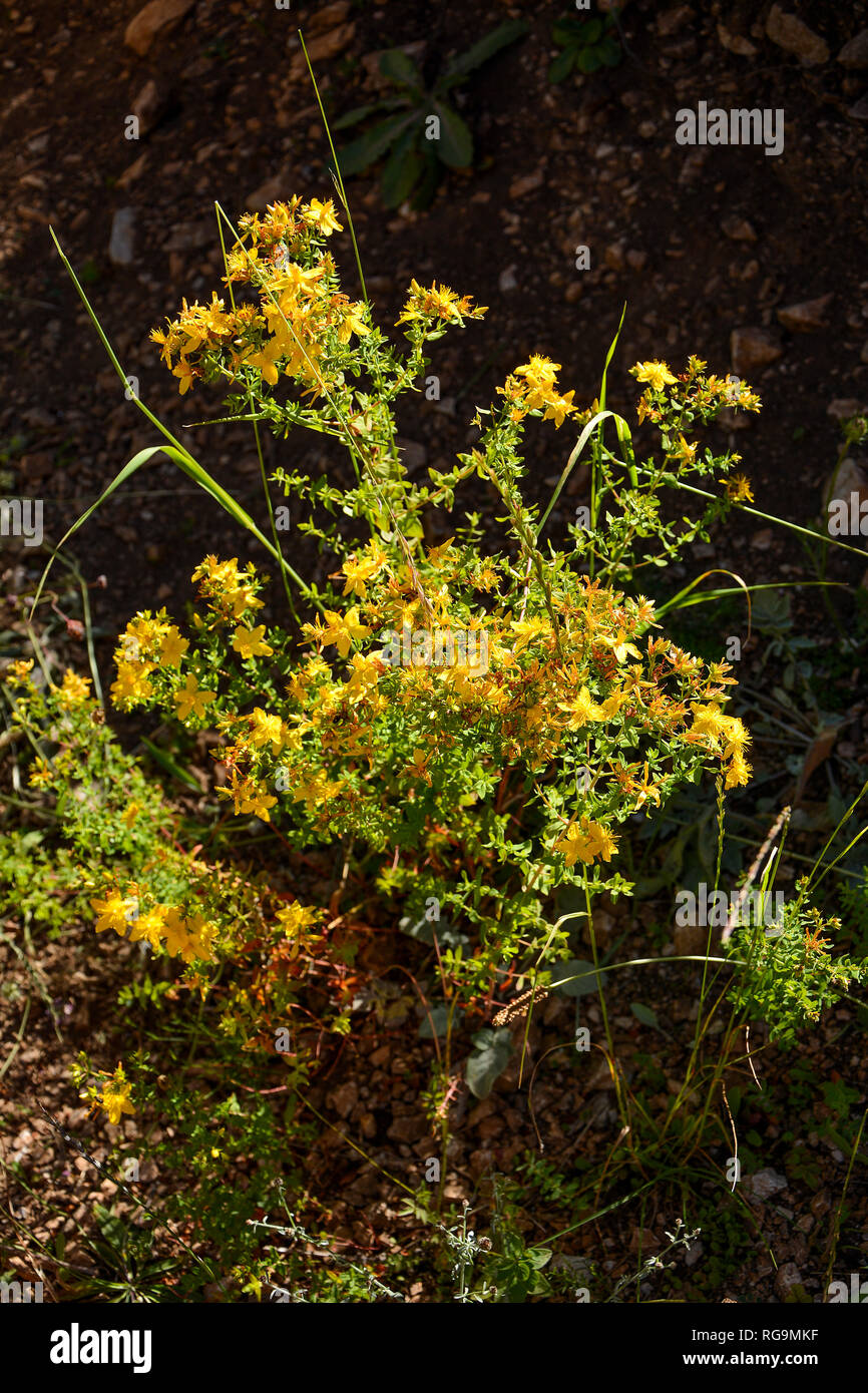 Fresh herbal hypericum tea hi-res stock photography and images - Alamy
