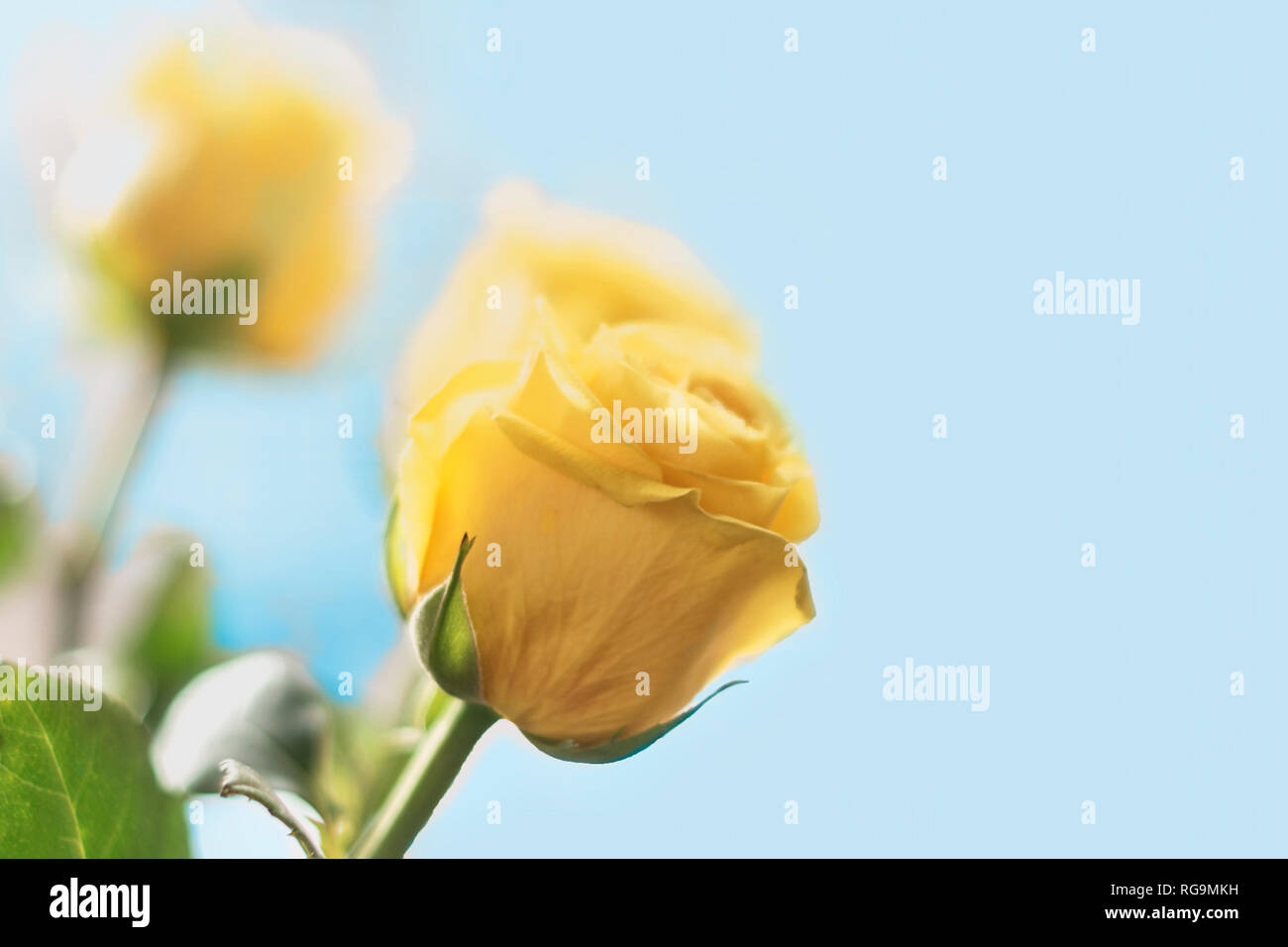 Natural Floral Background Yellow Rose Closeup Framing Frame Free
