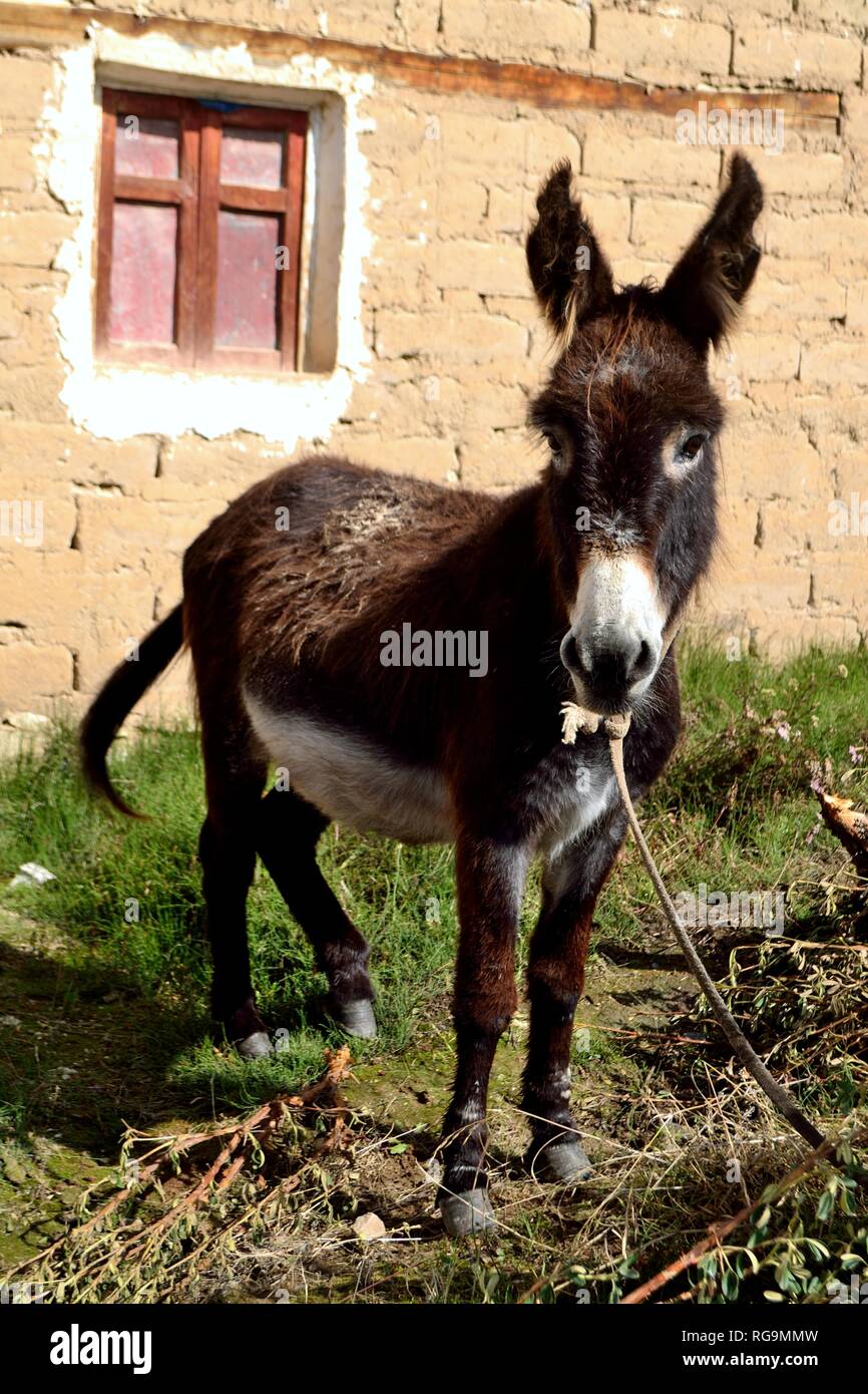 Donkey in Humacchuco - National park HUASCARAN. Department of Ancash ...