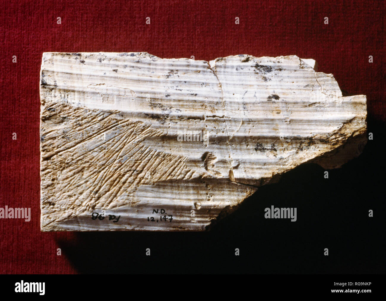 Striated back of panel: Nimrud Ivory from Room SW11/12 Fort Shalmaneser ...