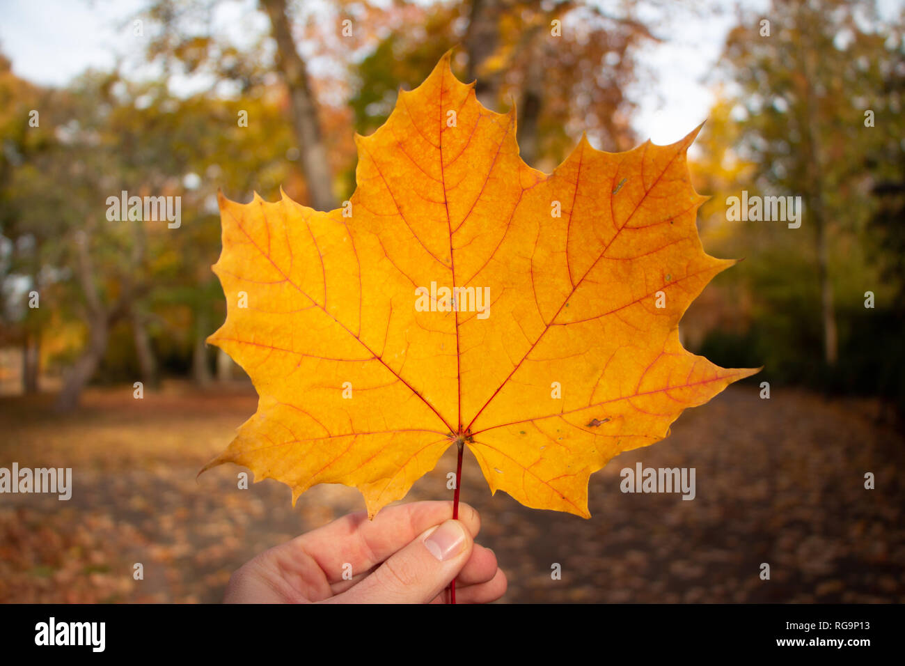 Hand and leaf hi-res stock photography and images - Alamy