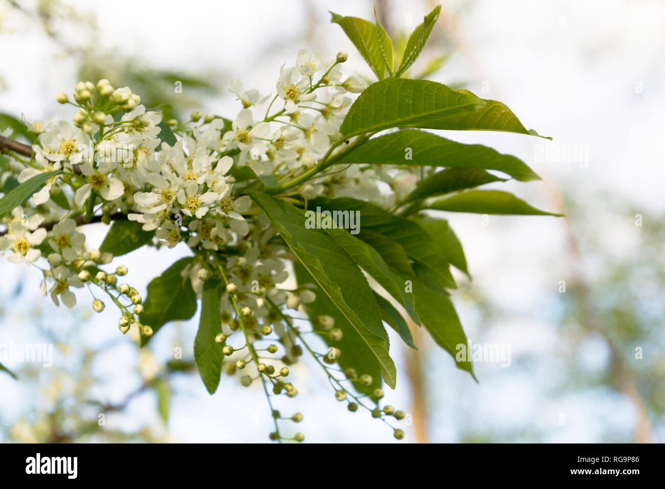 Hackberry flowering brunch, Prunus padus Stock Photo - Alamy