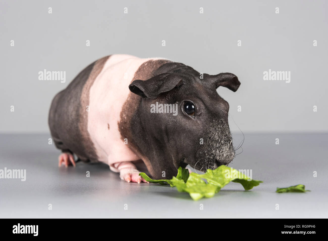 The Skinny Pig (hairless breed of Guinea pig), UK Stock Photo - Alamy