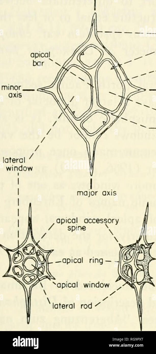 . Bulletins of American paleontology. SiLICOFLAGELLATES AND EbRIDIANS ...