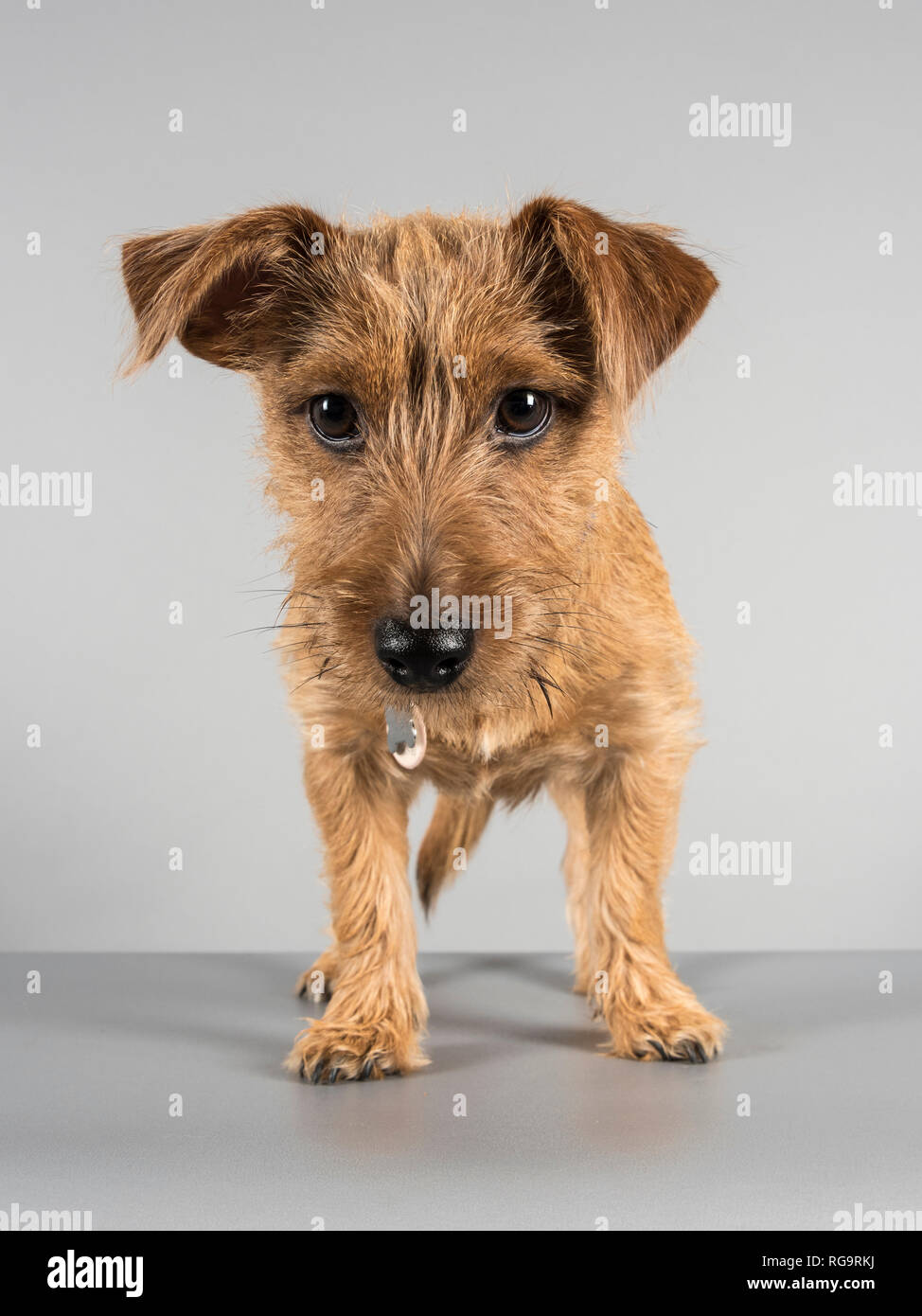 Dog stood still hi-res stock photography and images - Alamy