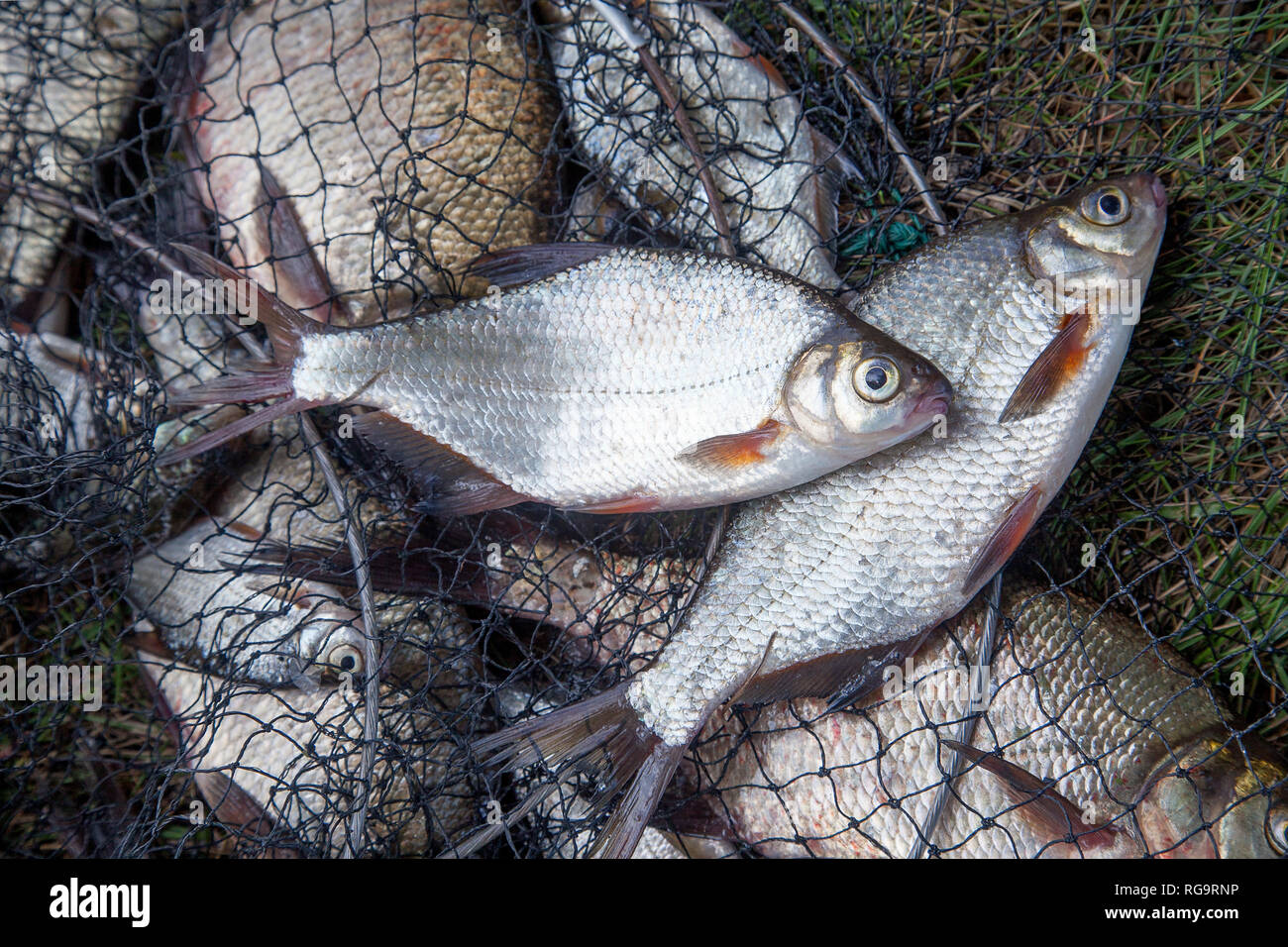 Fishing concept. Freshwater white bream or silver bream on landing net ...