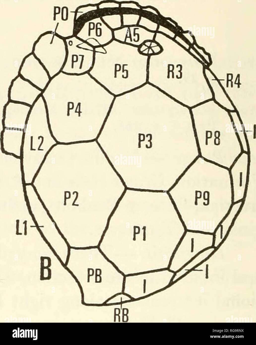 . Bulletins of American paleontology. . Text-fig. 3. Platycystites ...