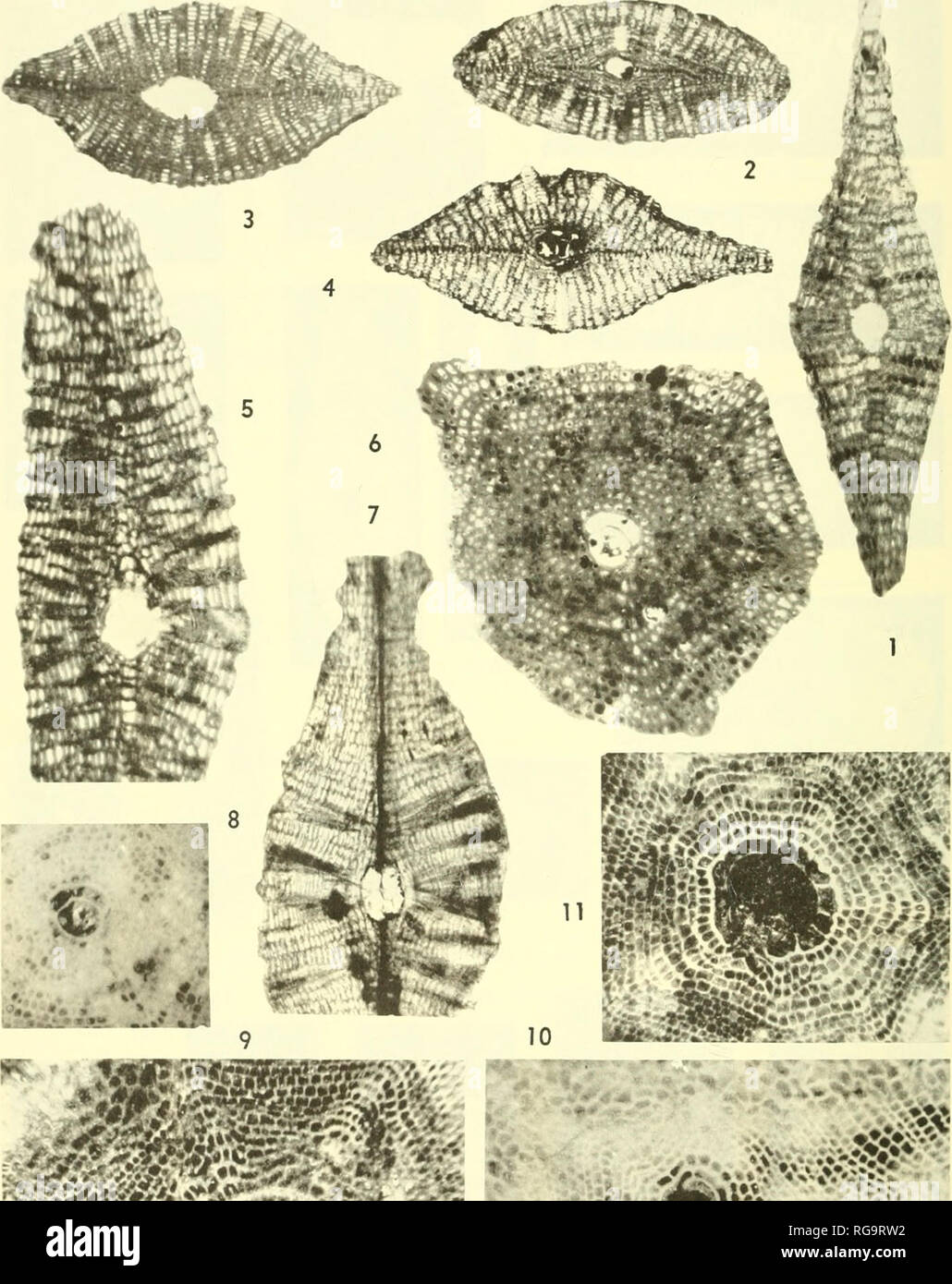 . Bulletins of American paleontology. Bull. Amer. Paleont., Vol. 52 ...