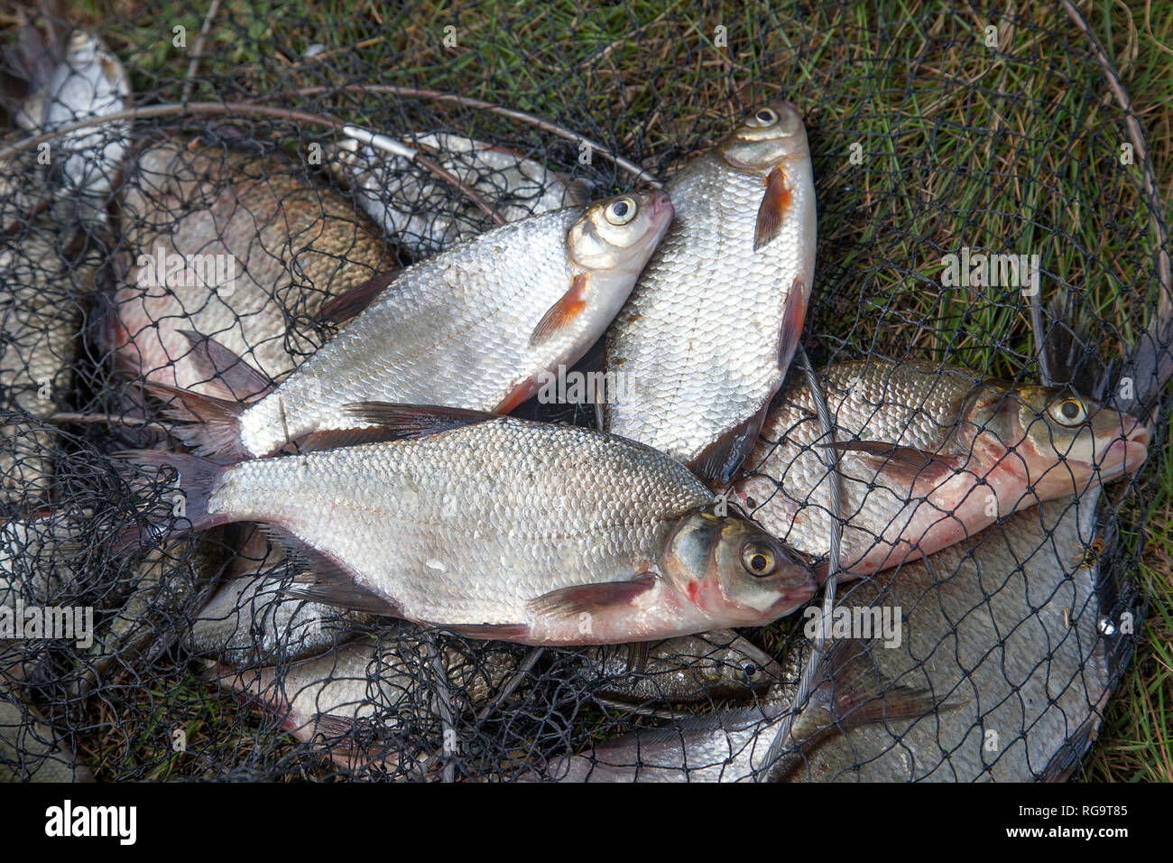 Fishing concept. Freshwater white bream or silver bream and common ...