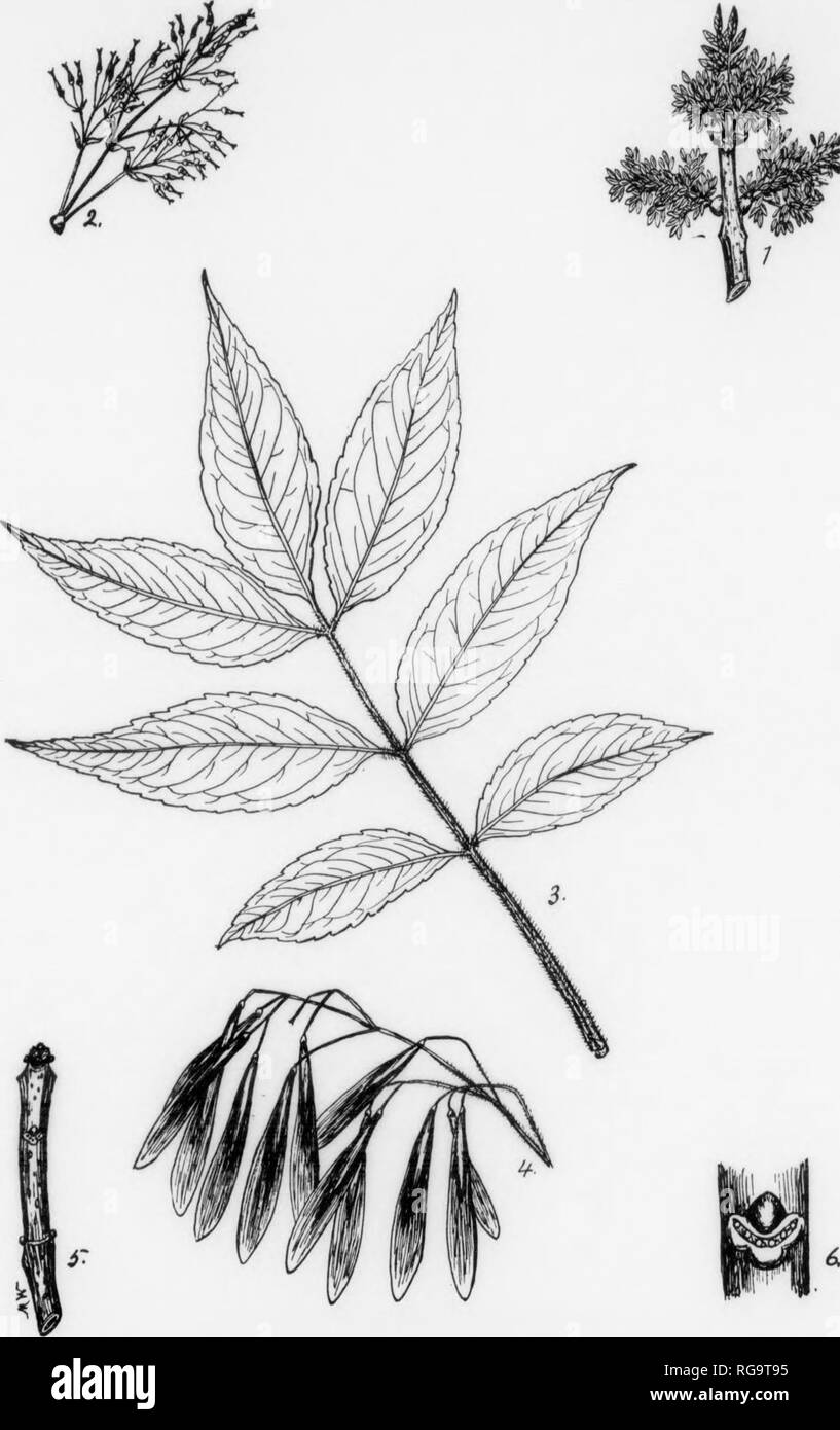 Red scaly feet Black and White Stock Photos & Images - Alamy