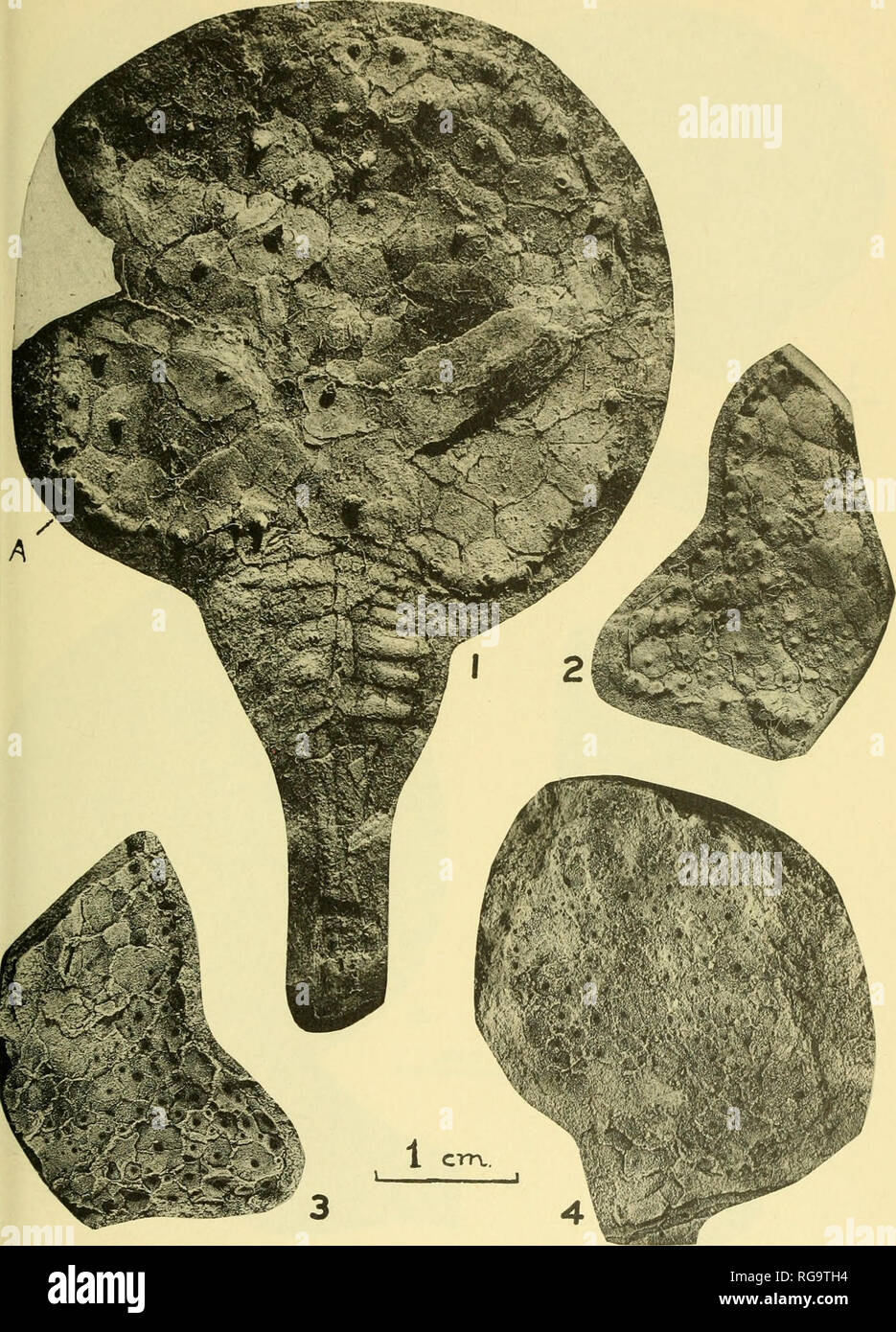 . Bulletins of American paleontology. Bull. Amer. Paleont., Vol. 41 ...