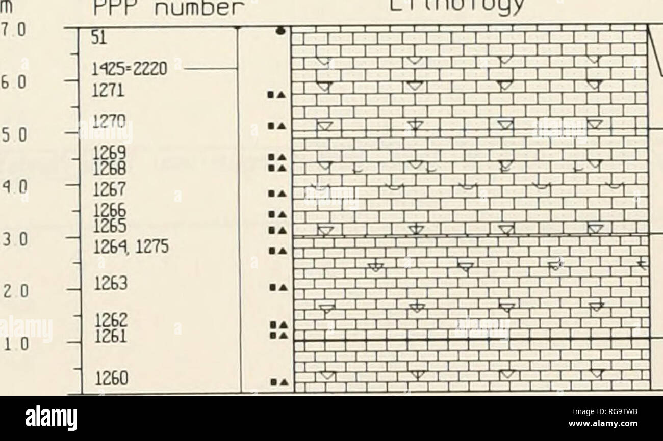 . Bulletins of American paleontology. jJ,''!W^'^^ iH-i;.iM^> i: y '' r ...