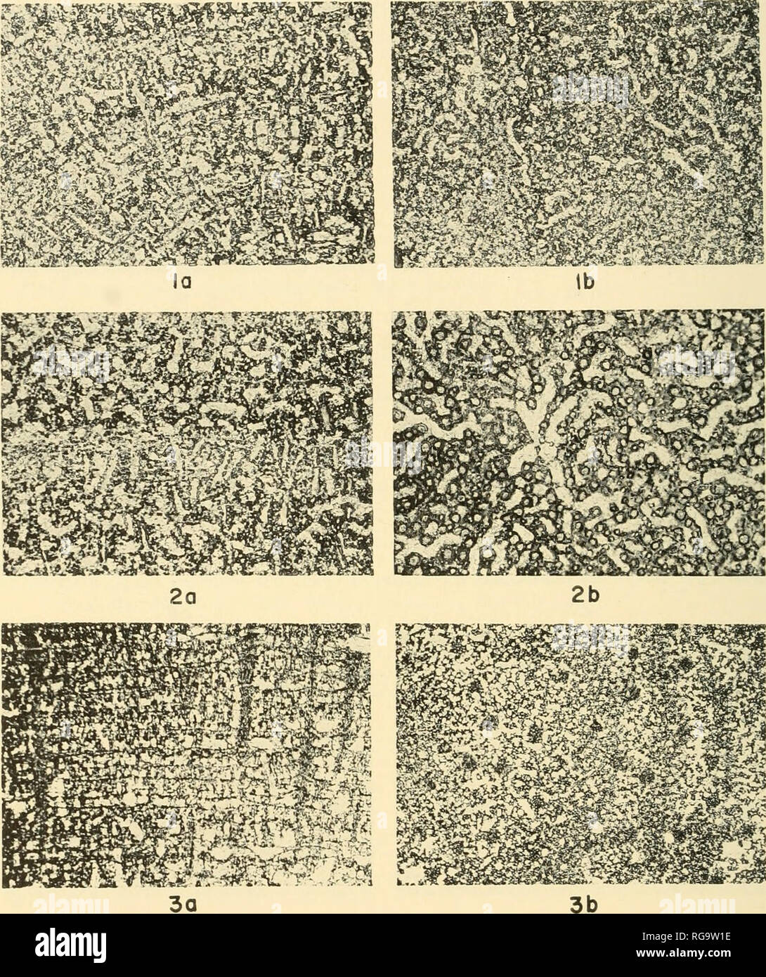 . Bulletins of American paleontology. Bull. Amer. Paleont., Vol. 37 ...