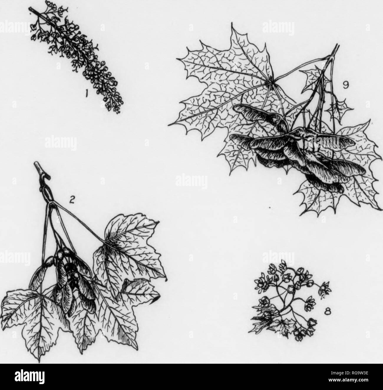 Norway maple tree pennsylvania hi-res stock photography and images - Alamy