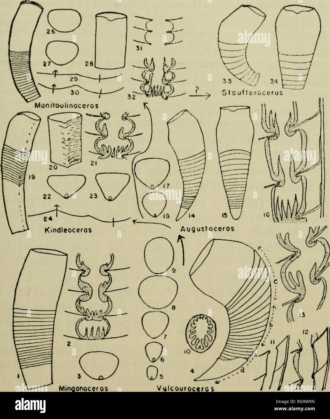 . Bulletins of American paleontology. 4id OlNCINNAflAN CePHALOPODS ...