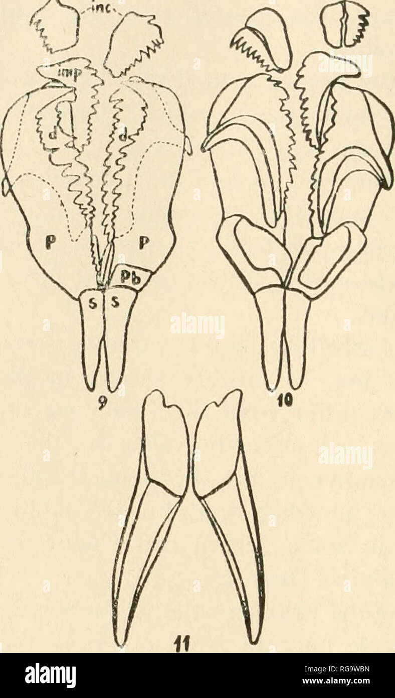 . Bulletins of American paleontology. 62 TJULLETIN 134 62. Figure III ...
