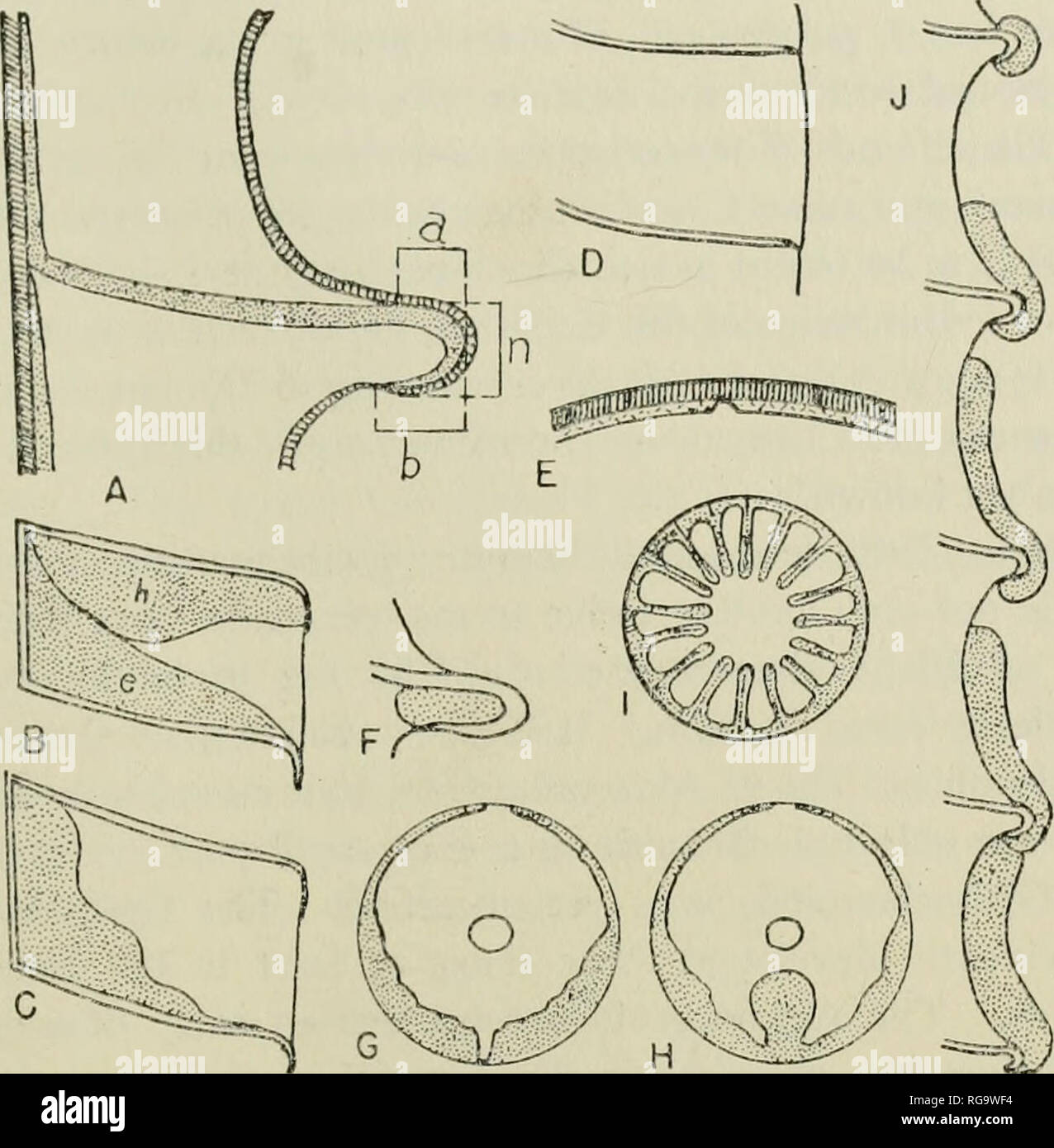 Nautiloid fossils hi-res stock photography and images - Alamy