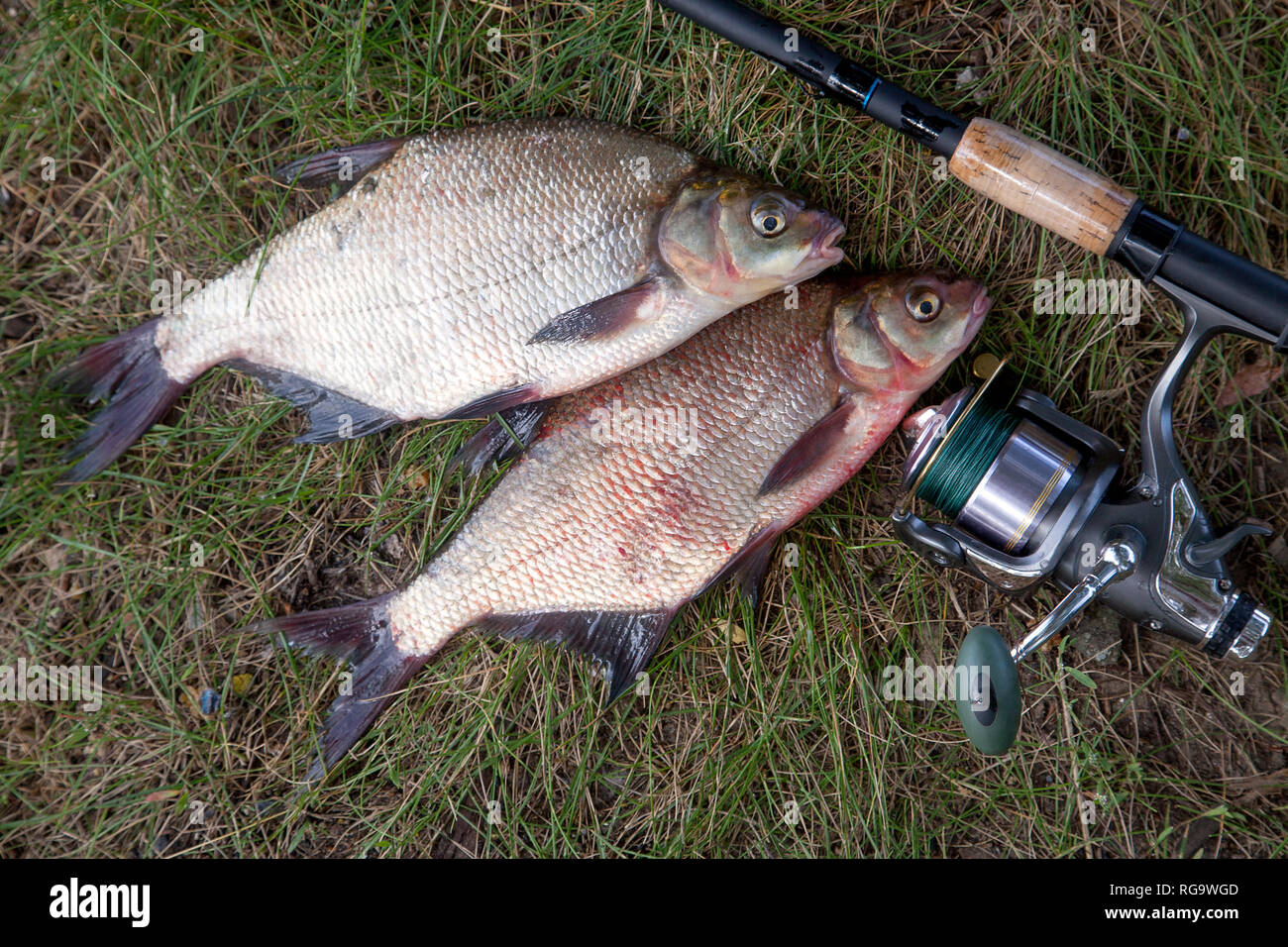 Good catch. Just taken from the water big freshwater common bream known ...