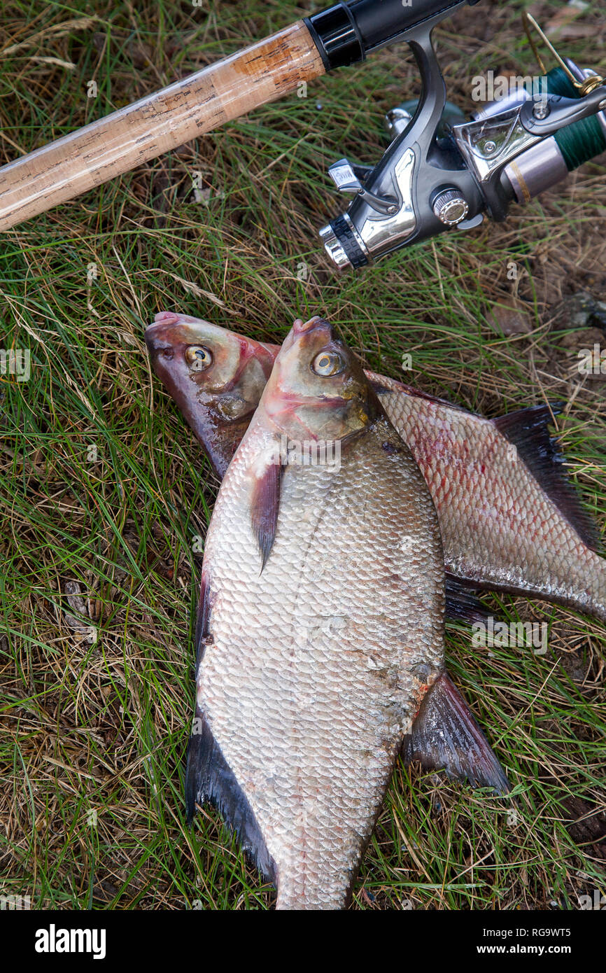Good catch. Just taken from the water big freshwater common bream known ...