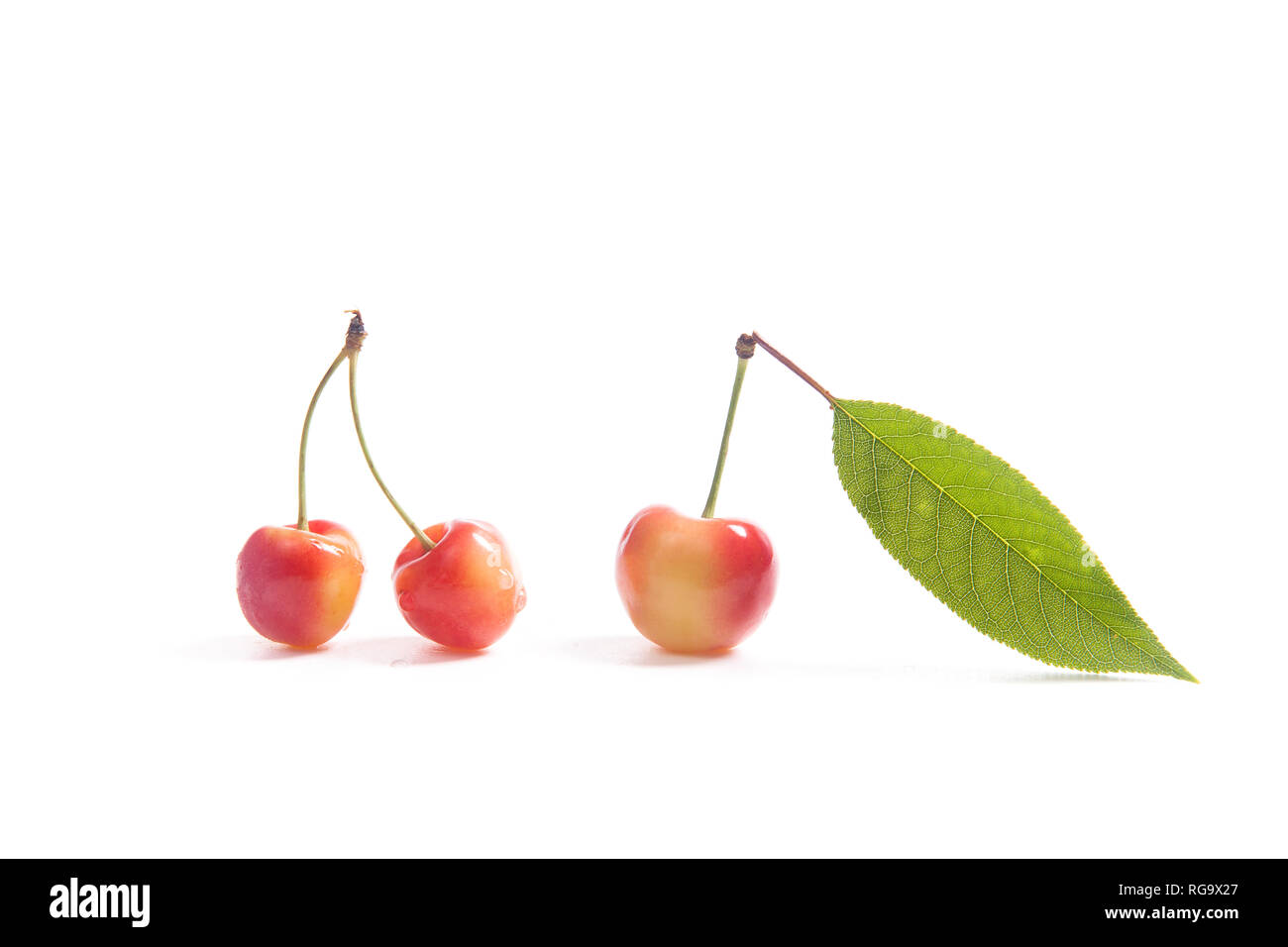 Berries of yellow sweet cherries with green leaf of cherry tree on ...