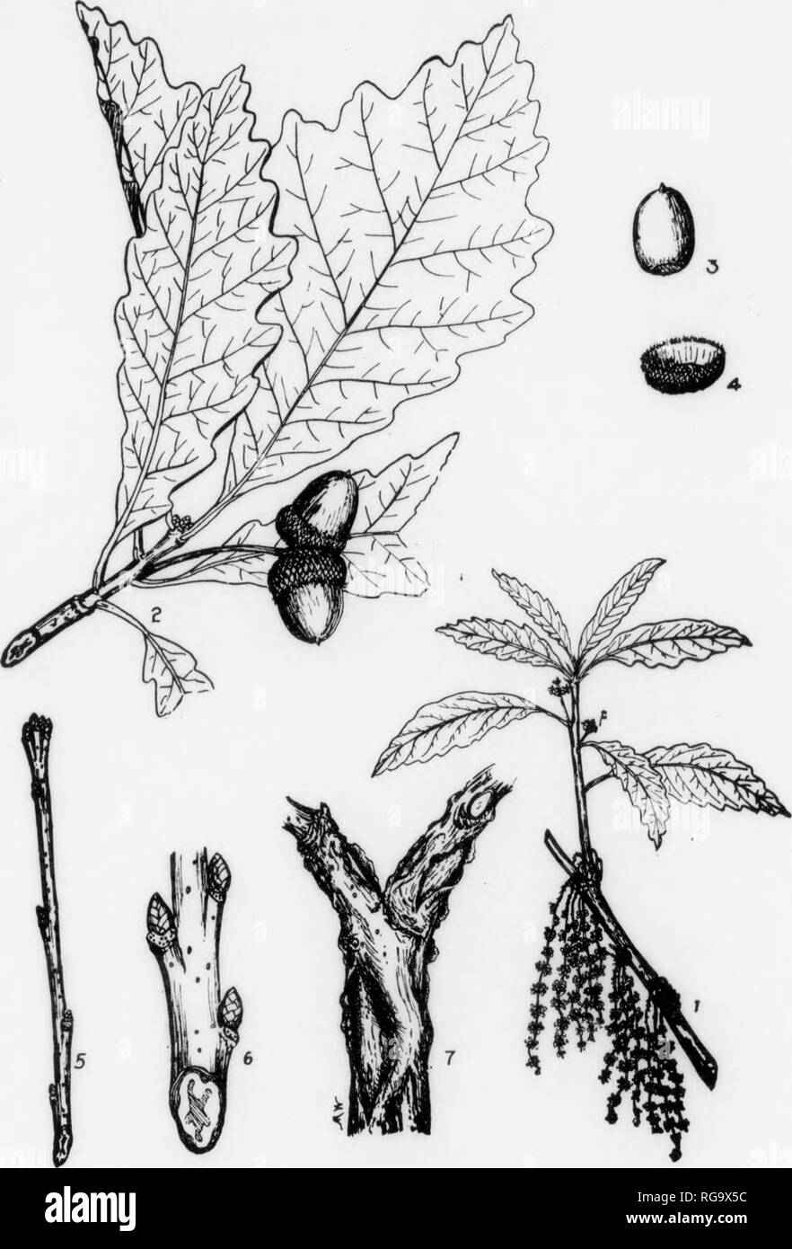 Immature oak tree Black and White Stock Photos & Images - Alamy