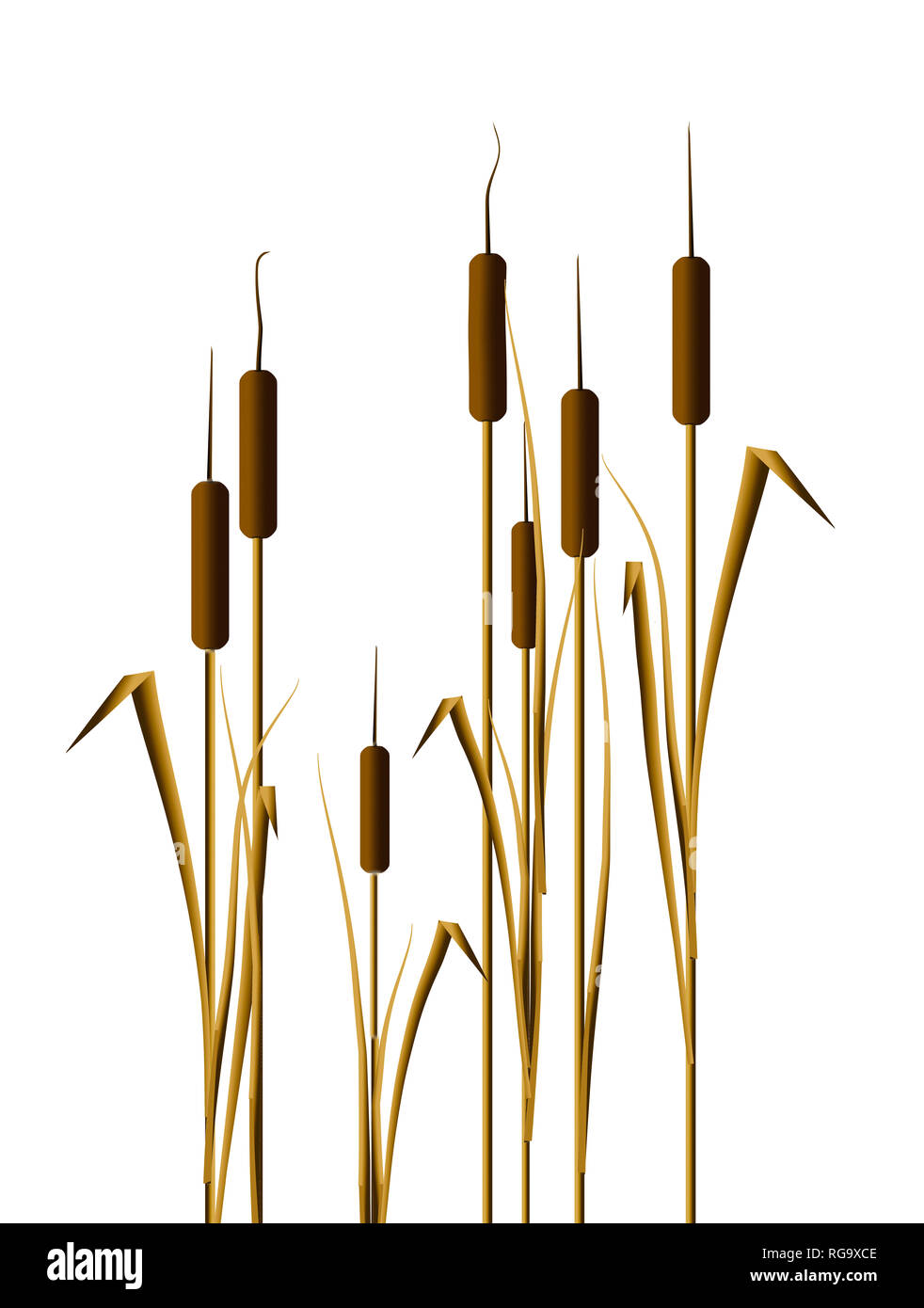 Cat Tails Plant Stock Photos & Cat Tails Plant Stock Images - Alamy