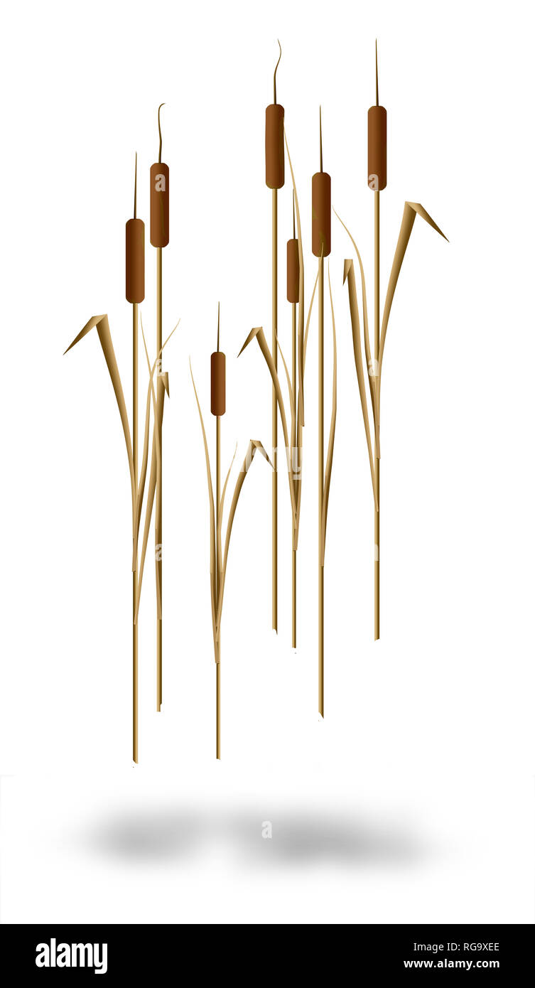 Cattails in water are the subject of this natural background image ...