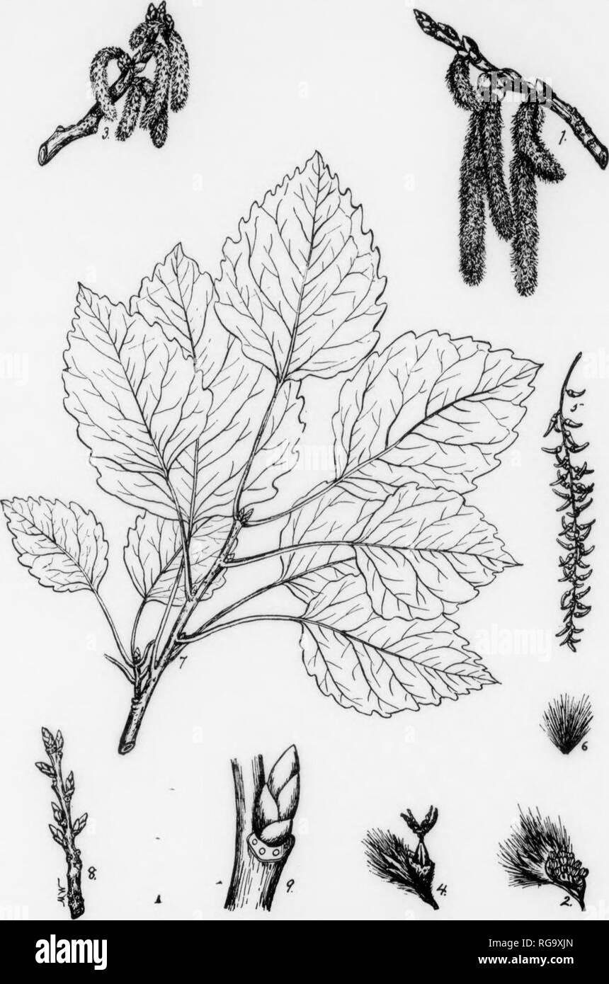 Aspen scale Black and White Stock Photos & Images - Alamy