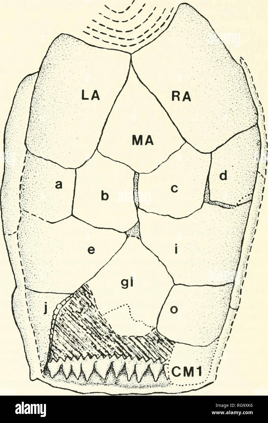 . Bulletins of American paleontology. North American Mitrate ...