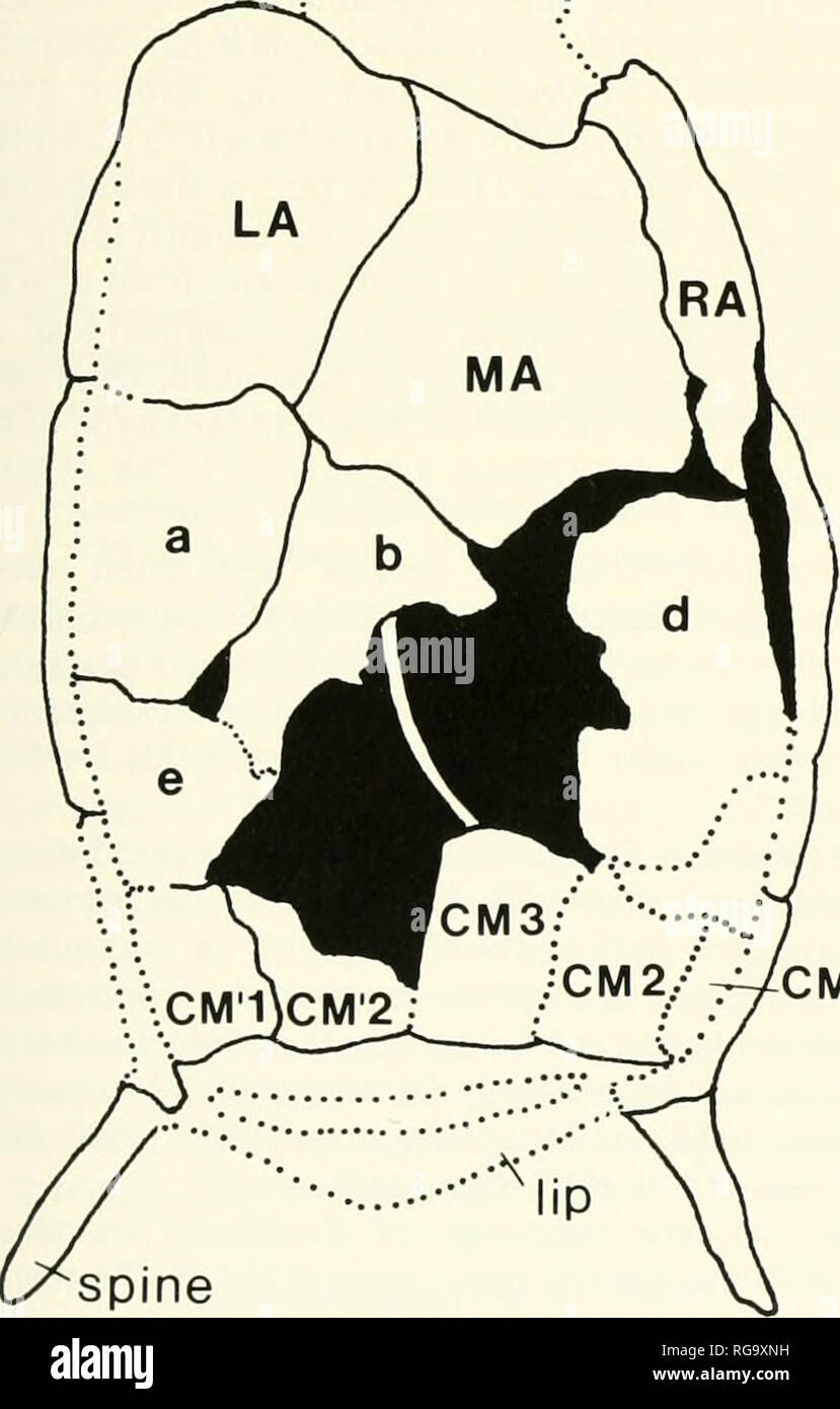 Medial lip hi-res stock photography and images - Alamy